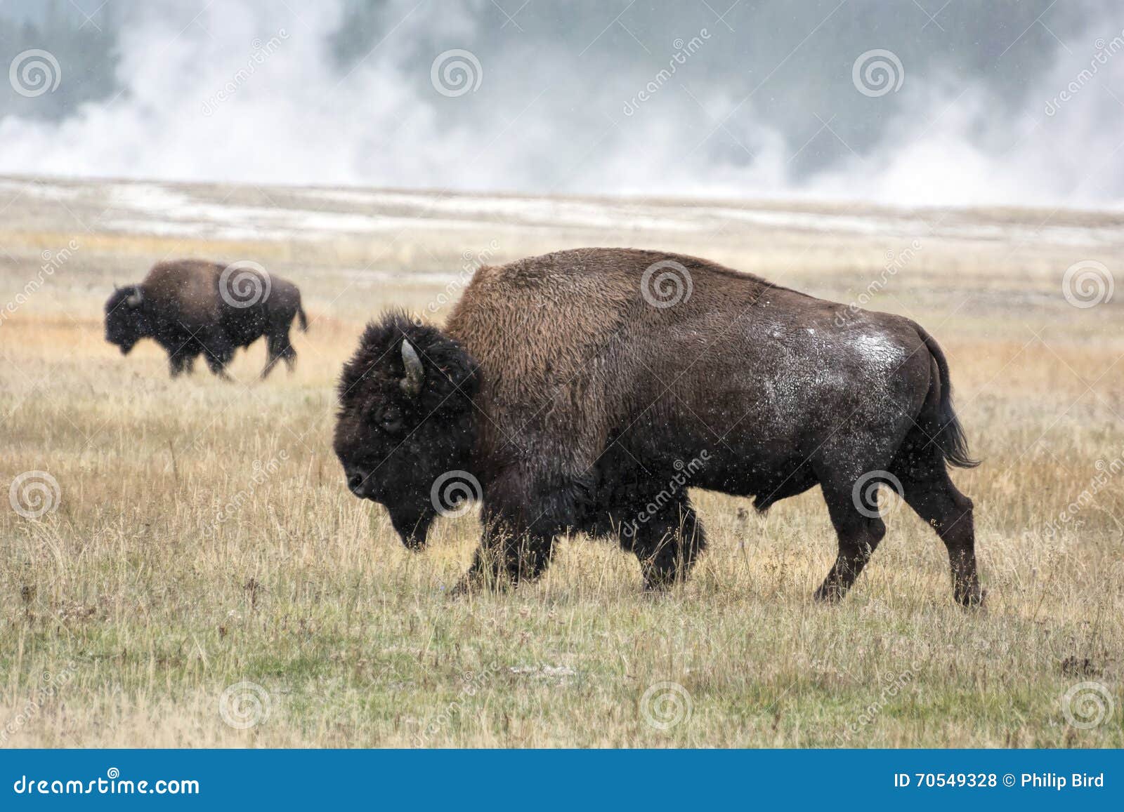 Amerikaanse Bizon (de Bizon Van De Bizon) Stock Foto - Image of ...