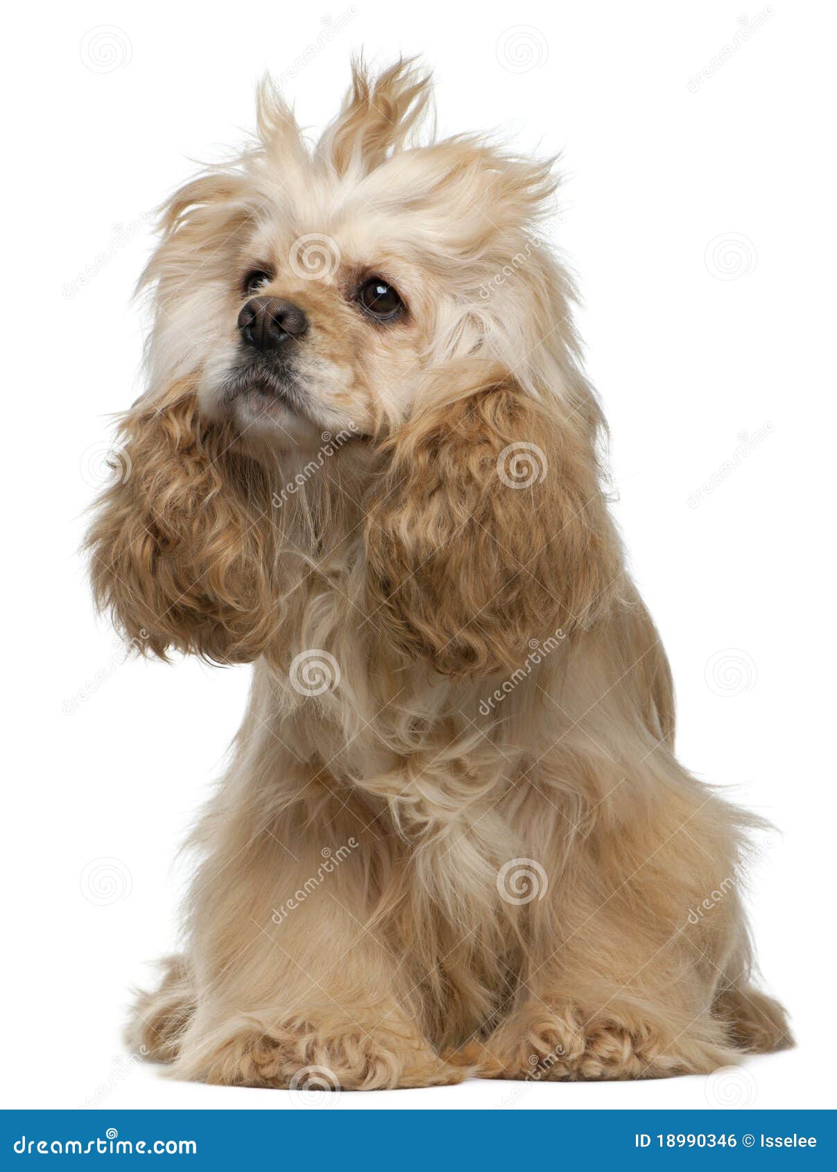 Amerikaanse Cocker-spaniël, 3 Jaar Oud, Het Zitten Stock Foto - Image ...