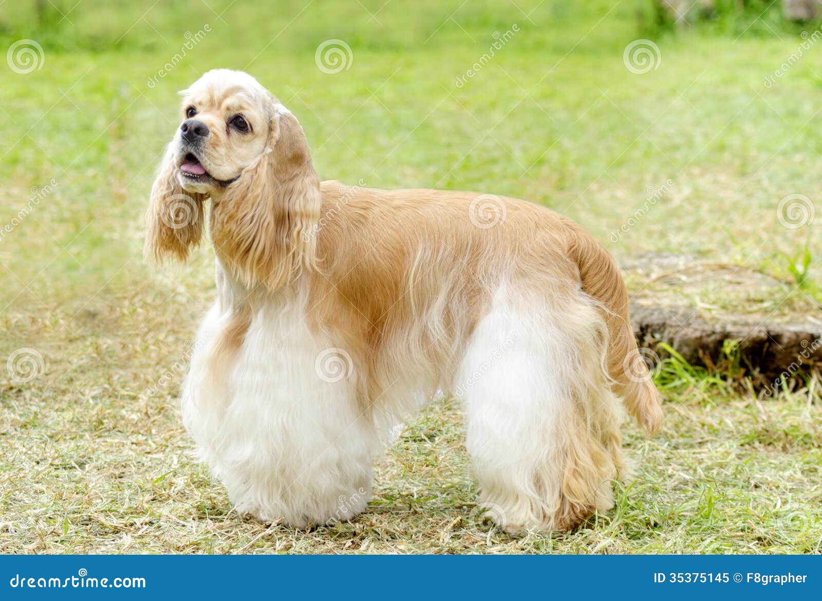 Amerikaanse Cocker-spaniël stock afbeelding. Image of gekweekt - 35375145