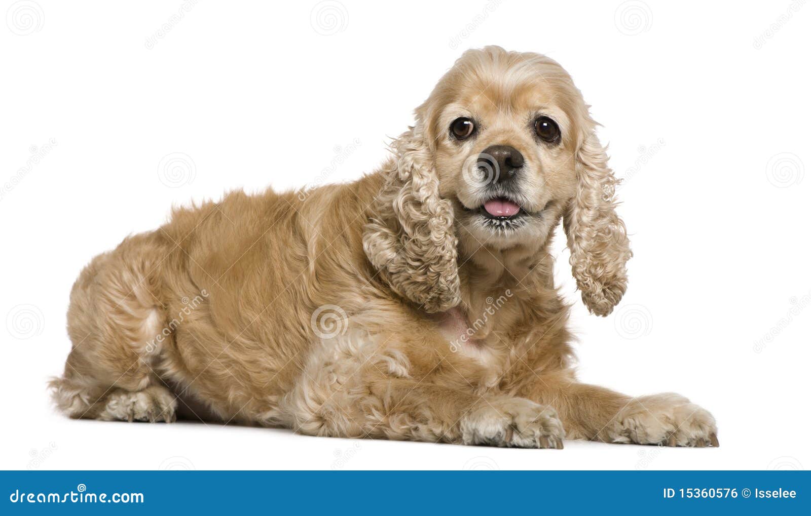 Amerikaanse Cocker-spaniël, 8 Jaar Oud, Het Liggen Stock Foto - Image ...