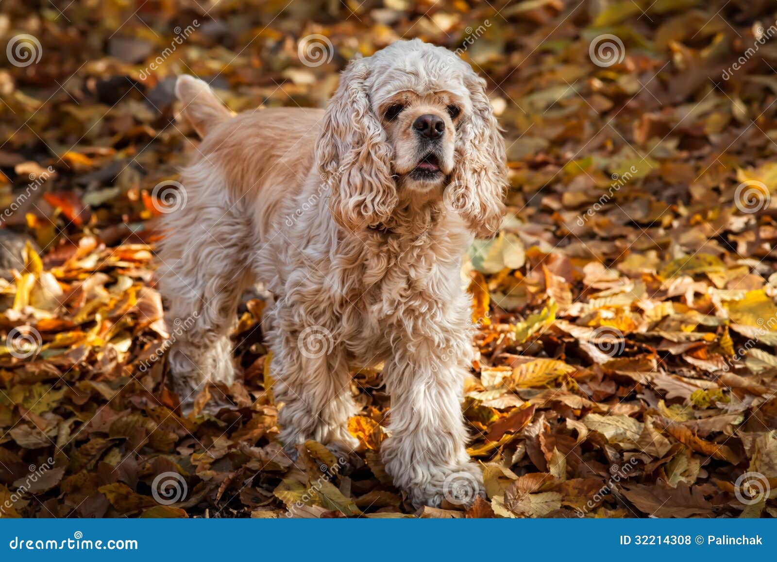 Amerikaanse Cocker-spaniël in De Herfstbos Stock Foto - Image of ...