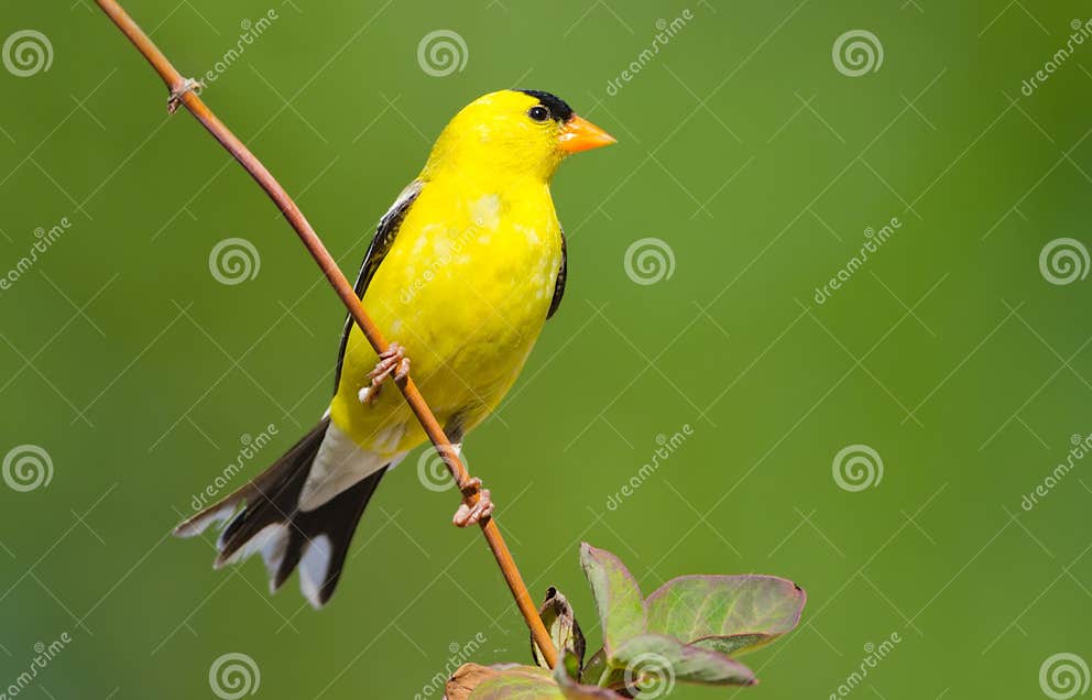 Amerikaanse Distelvink. Mannetje. Stock Foto - Image of toppositie ...