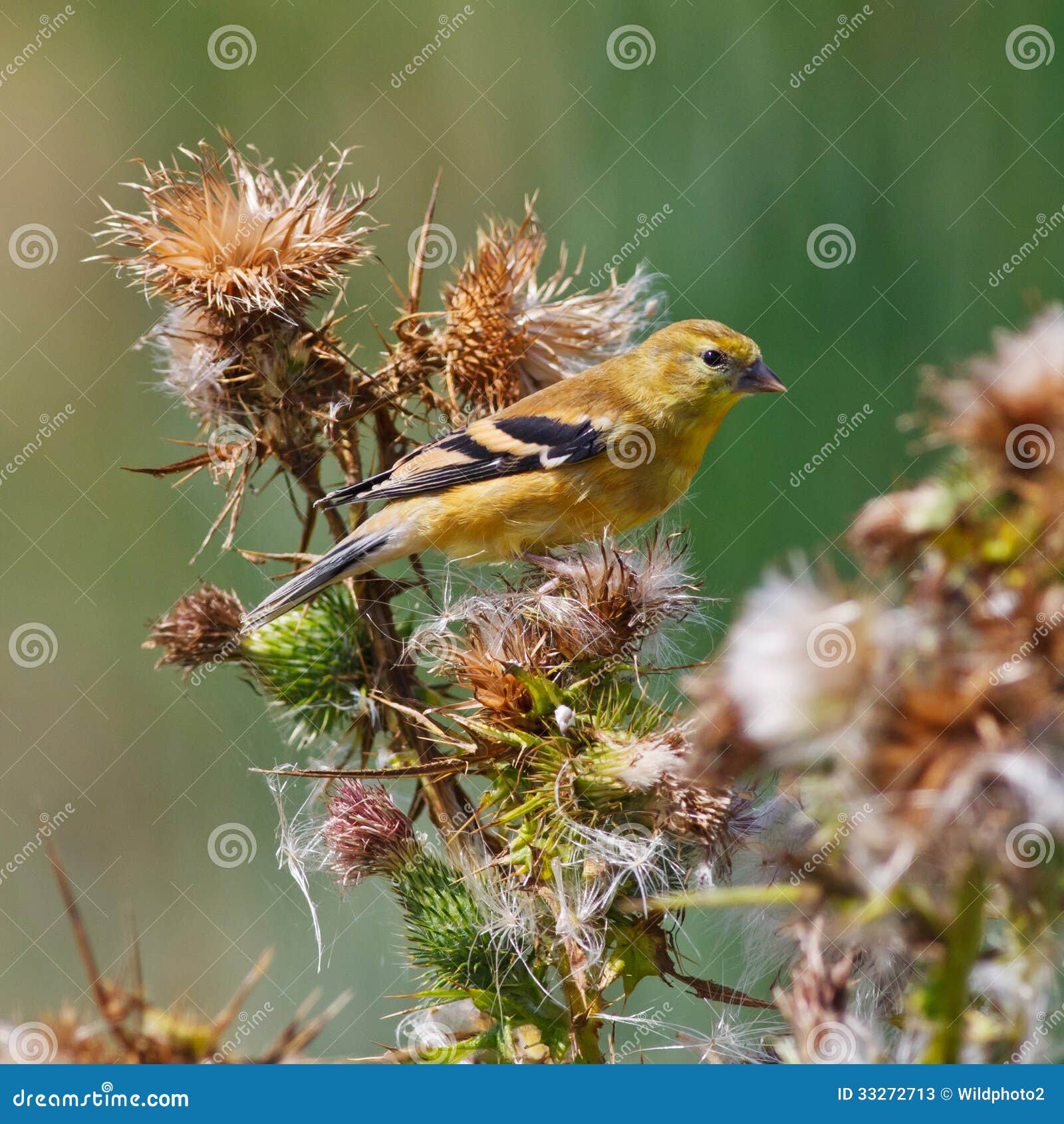 Amerikaanse Distelvink Op Distelinstallatie Stock Afbeelding - Image of ...