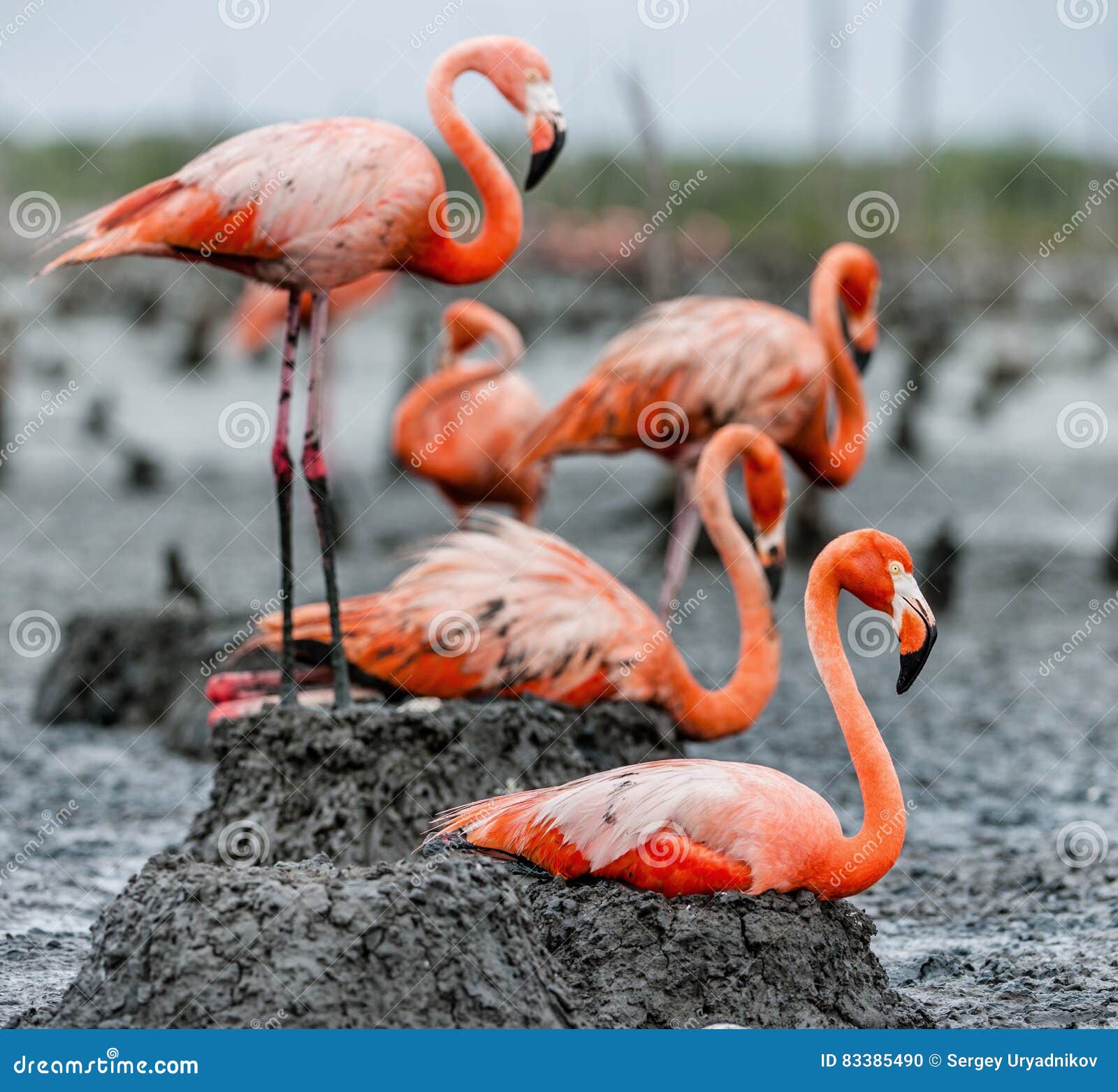 Amerikaanse Flamingo Op Het Nest Stock Foto - Image of nesten, maximum ...