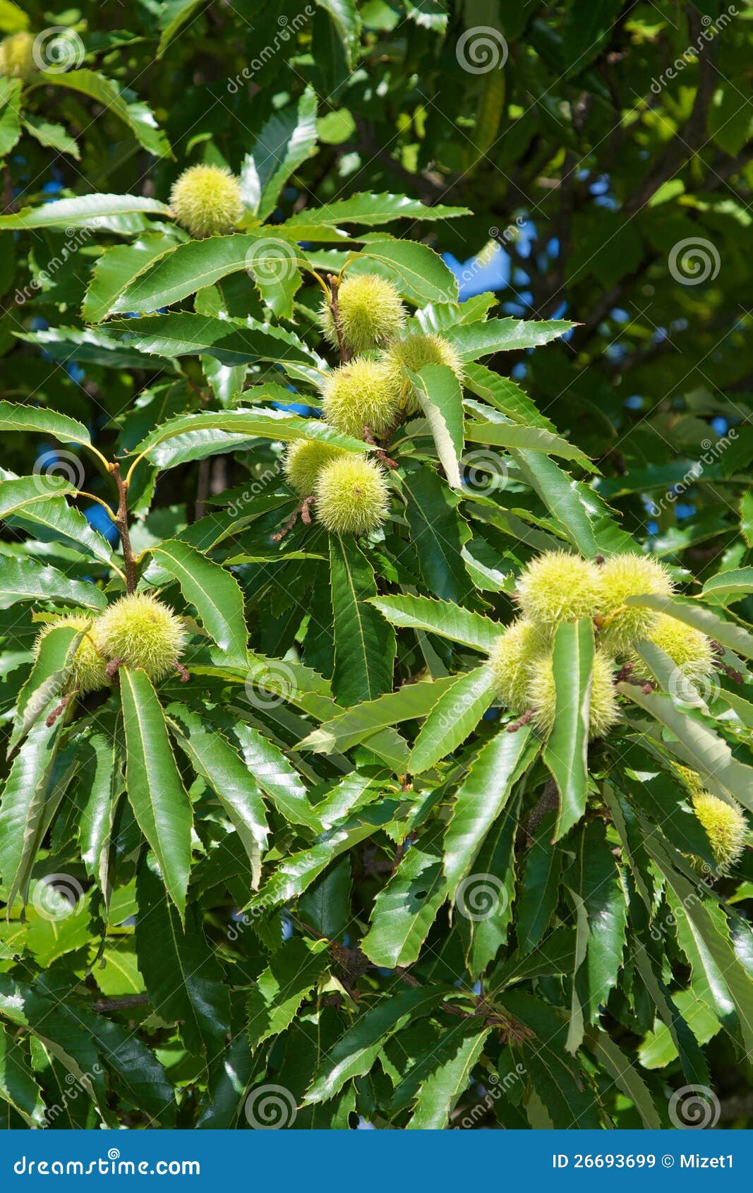 Amerikaanse Kastanje Op Een Boom Stock Afbeelding - Image of wild, noot ...