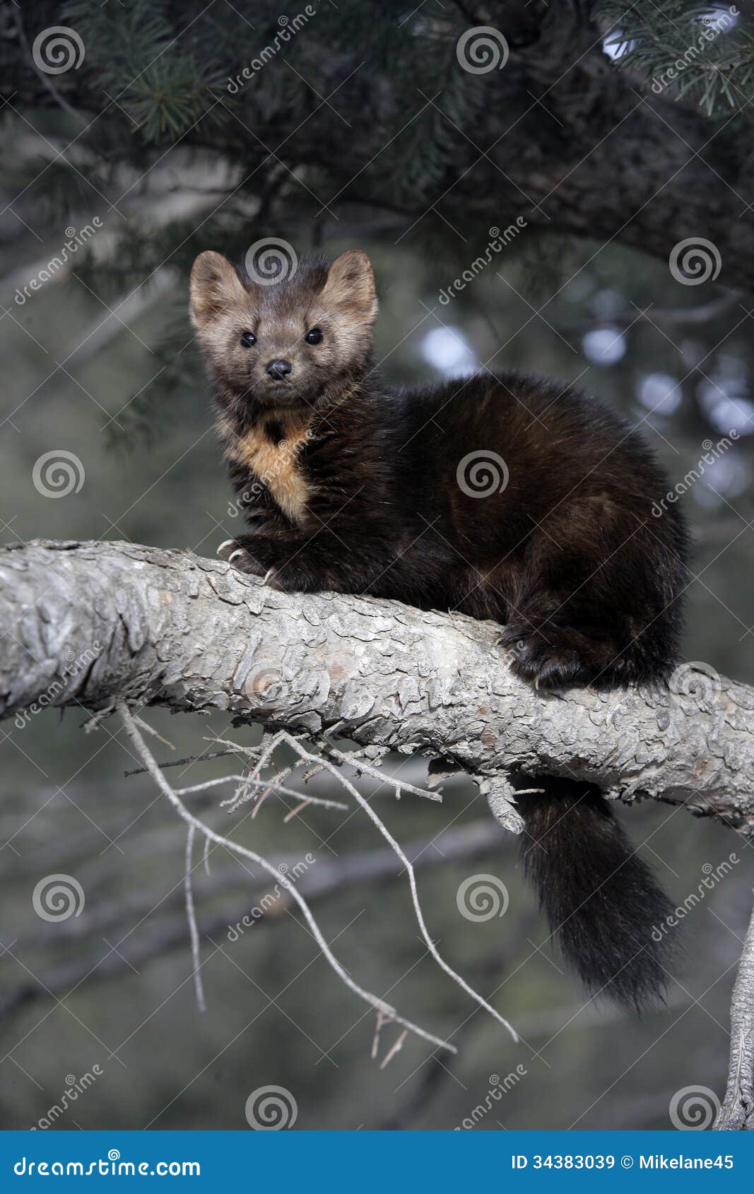 Amerikaanse Marter, Americana Martes, Stock Afbeelding - Image of ...