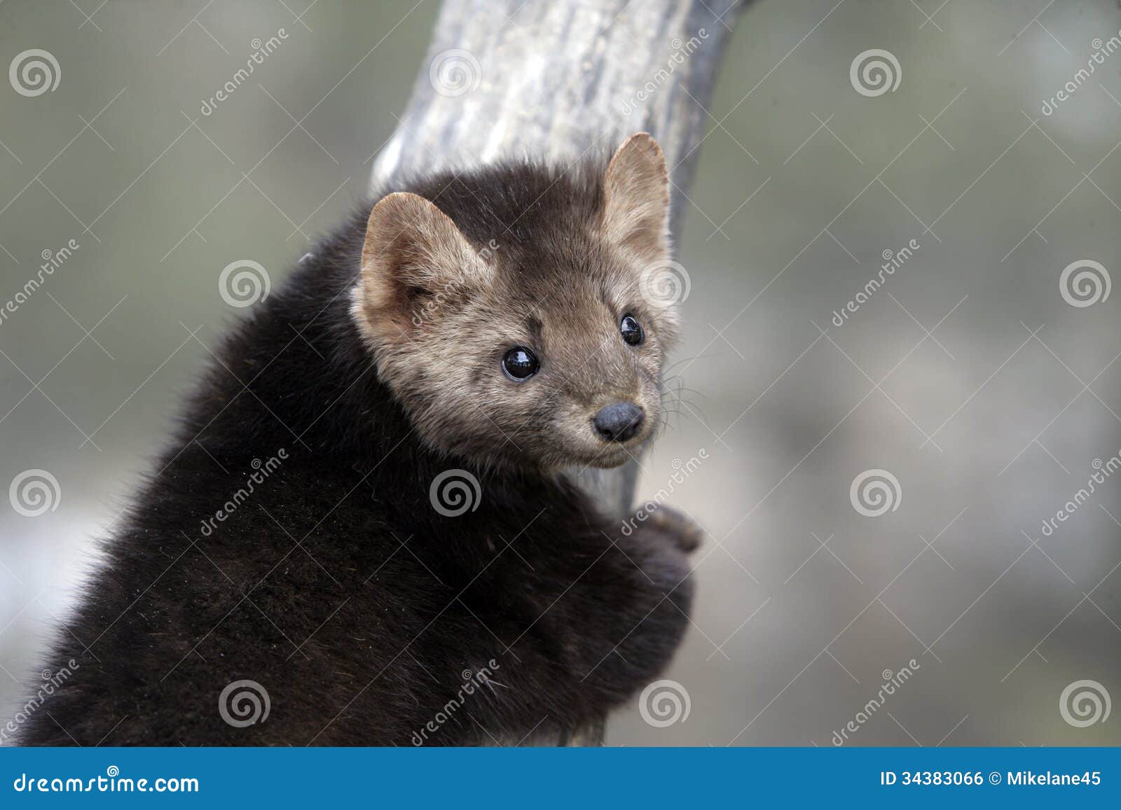 Amerikaanse Marter, Americana Martes, Stock Foto - Image of marter ...