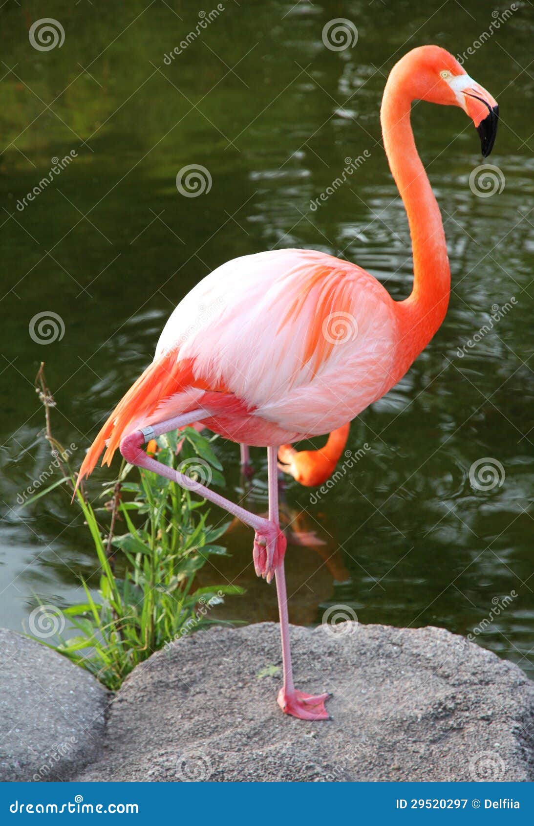 Amerikaanse Rode Flamingo. Bevallige Vogel. Stock Afbeelding - Image of ...