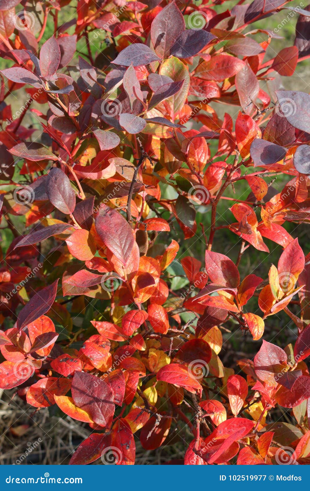 Amerikaanse Amerikaanse Veenbes Bush in De Herfst Stock Afbeelding ...