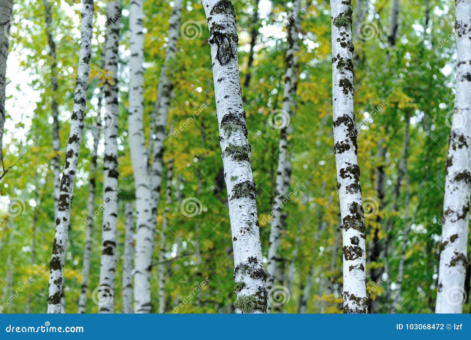 Amerikaanse Witte Berkbomen - Papyrifera Van De Witte Berk Stock Foto ...