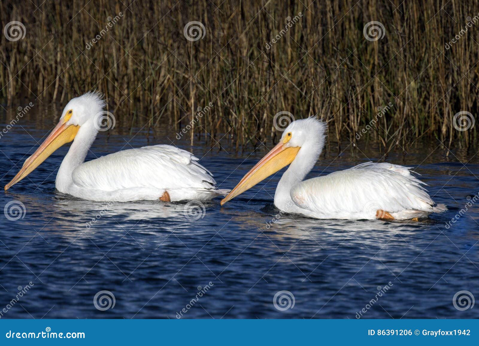 Amerikaanse Witte Pelikaan stock foto. Image of hoofd - 86391206