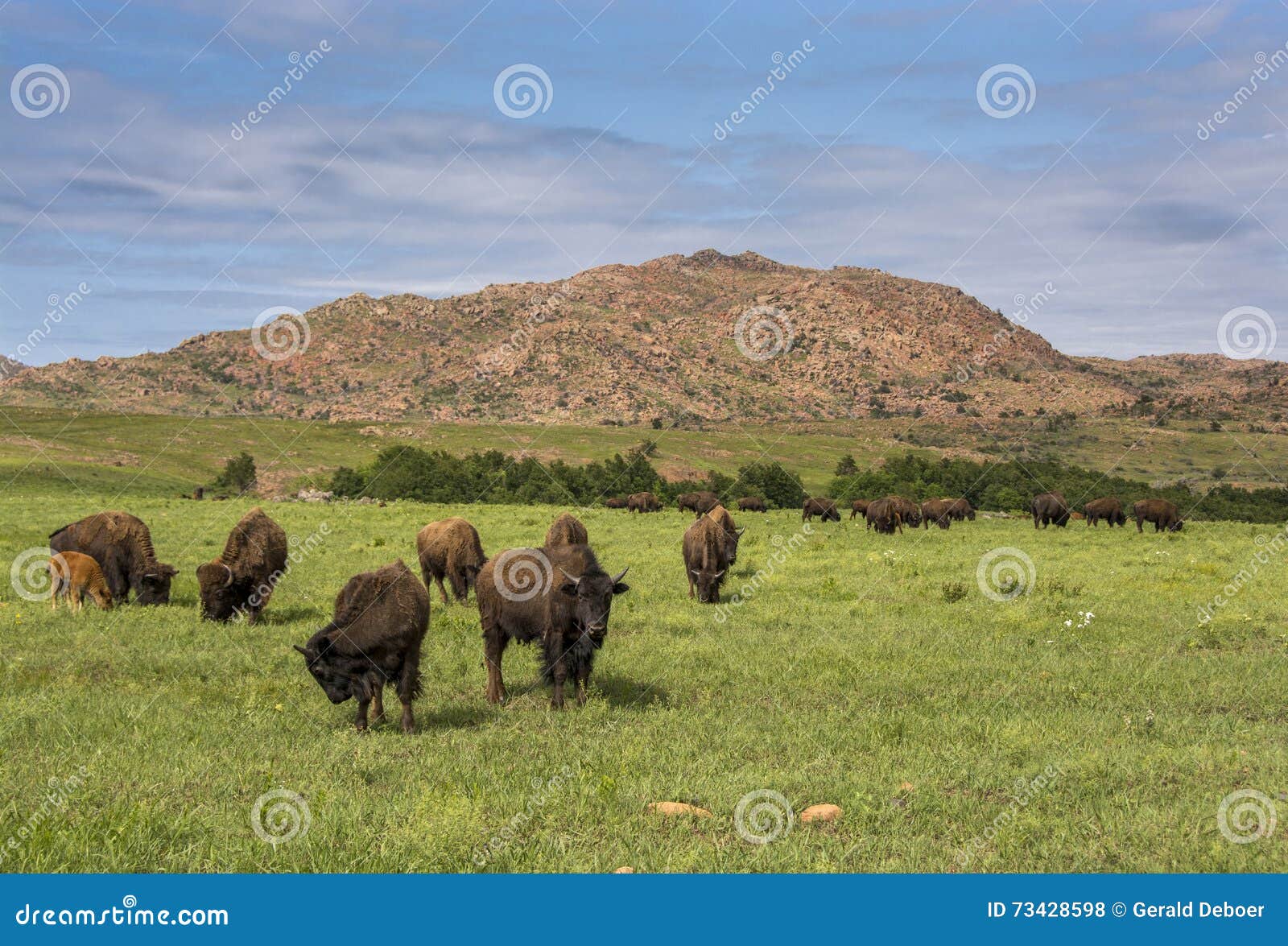 Amerikanischer Bison stockfoto. Bild von tier, büffel - 73428598