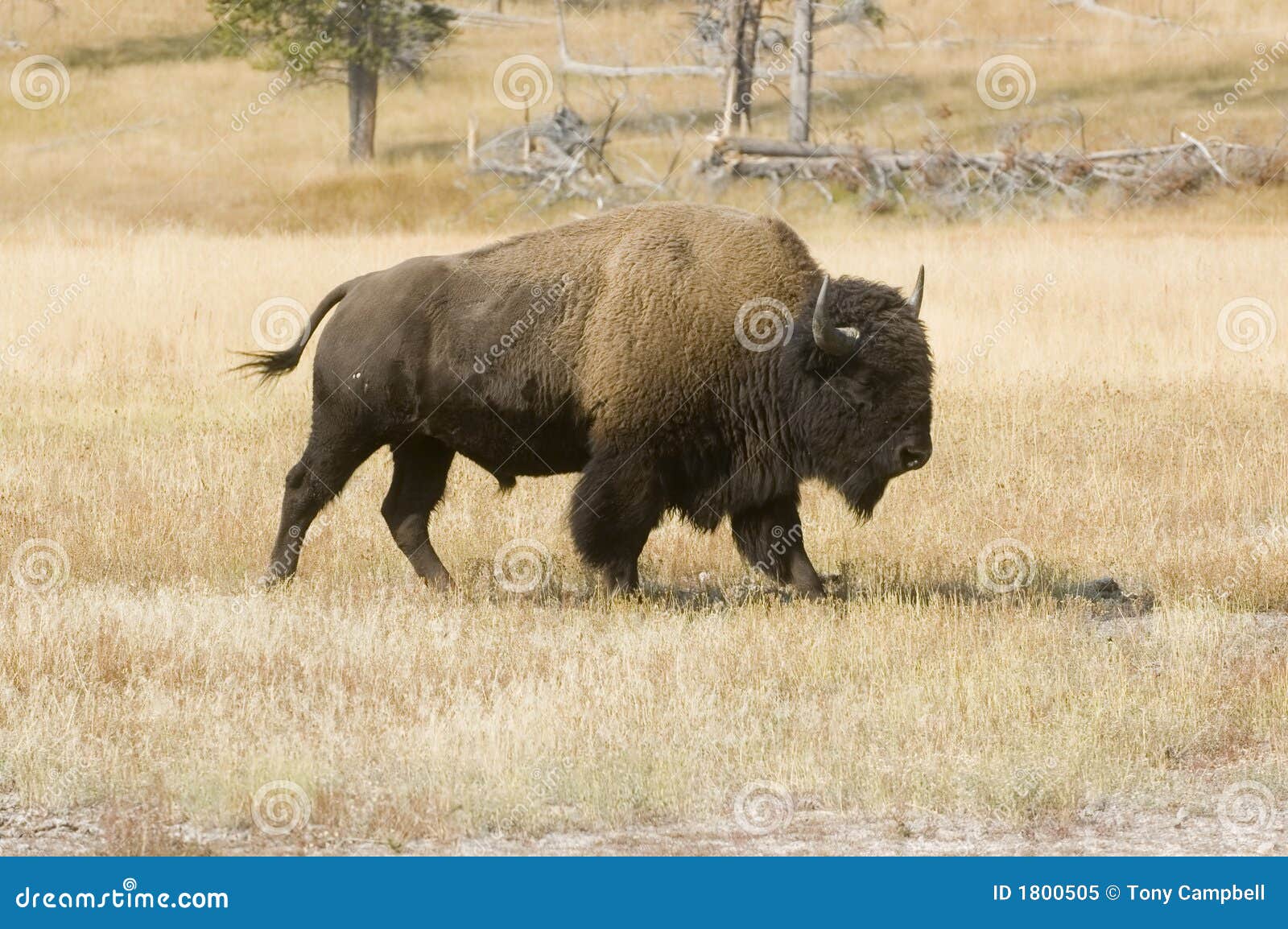 Amerikanischer Bison in Der Yellowstone-Wiese Stockbild - Bild von ...