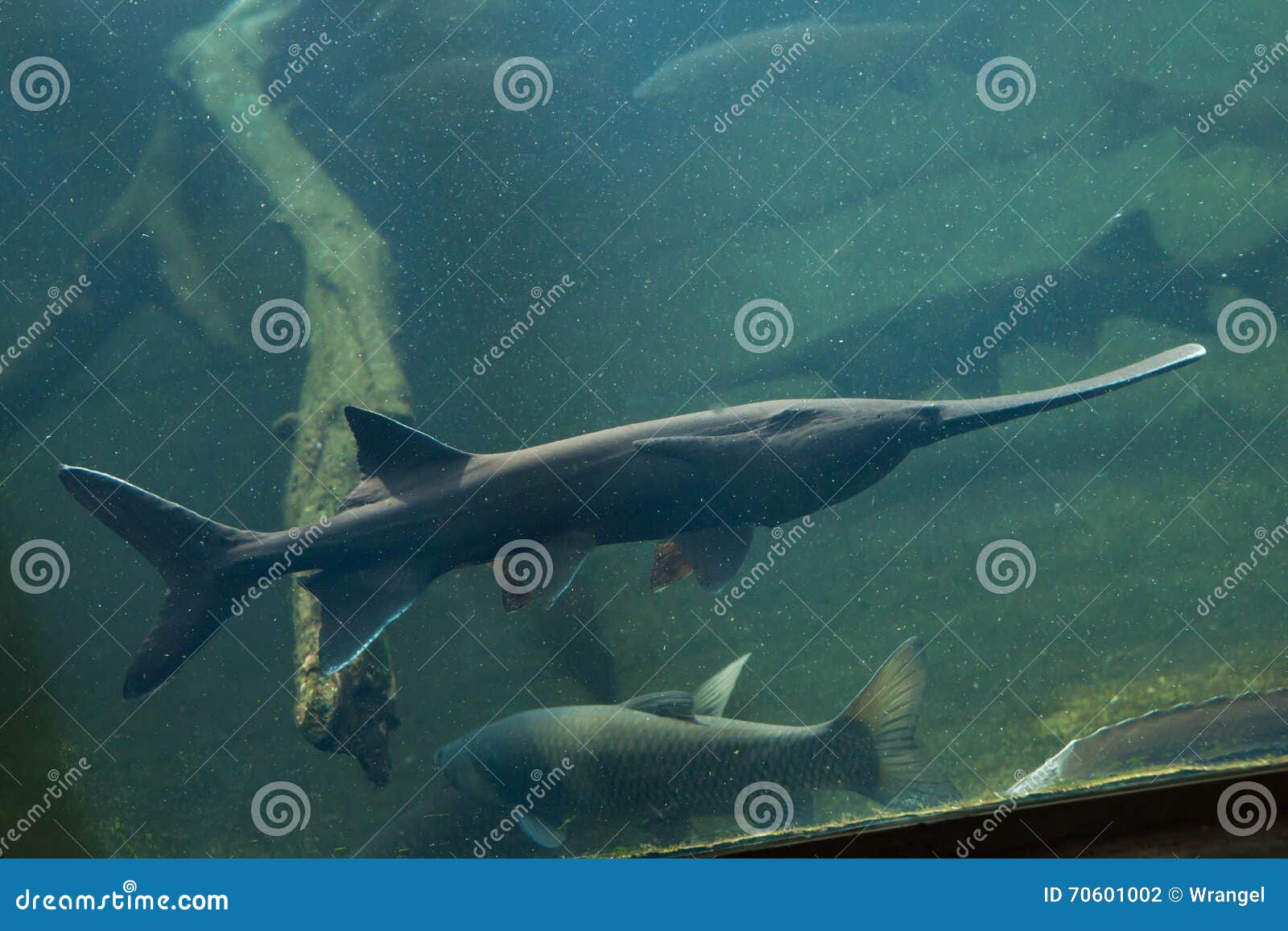 Amerikanischer Paddlefish (Polyodon Spathula) Stockfoto - Bild von ...