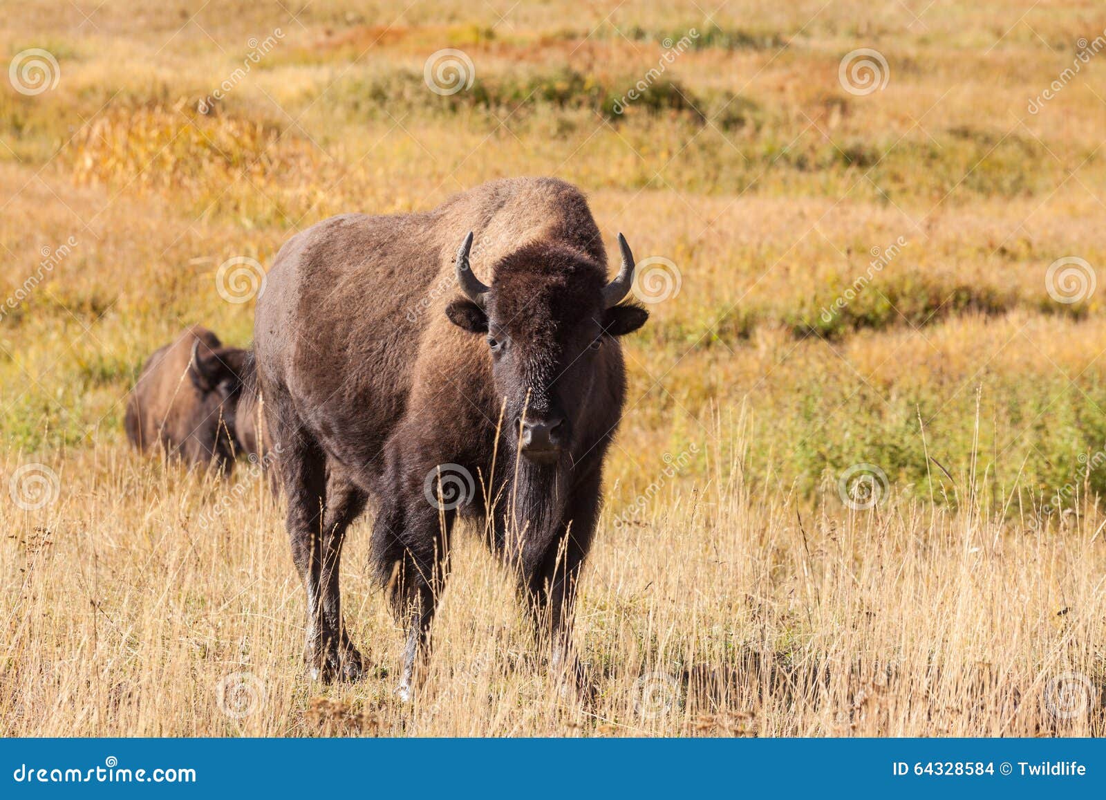 Amerikansk bison arkivfoto. Bild av angus, bison, däggdjur - 64328584