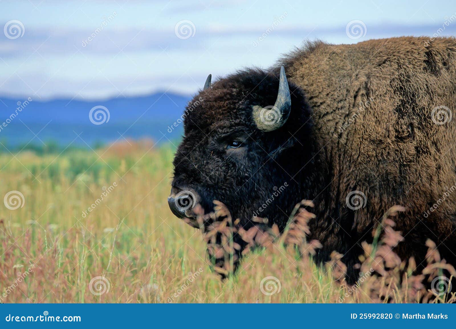 Amerikansk Bison, Bisonbison Arkivfoto - Bild av enigt, berg: 25992820