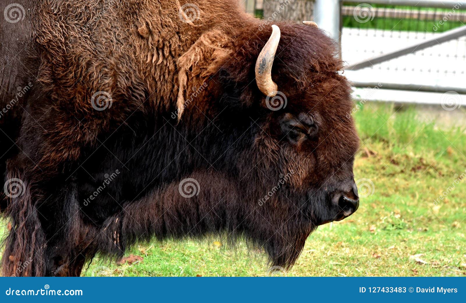 Amerikansk Bison, Buffel, Oklahoma Cityzoo Fotografering för Bildbyråer ...