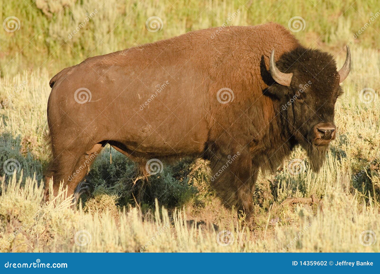 Amerikansk buffel arkivfoto. Bild av inföding, nötkreatur - 14359602