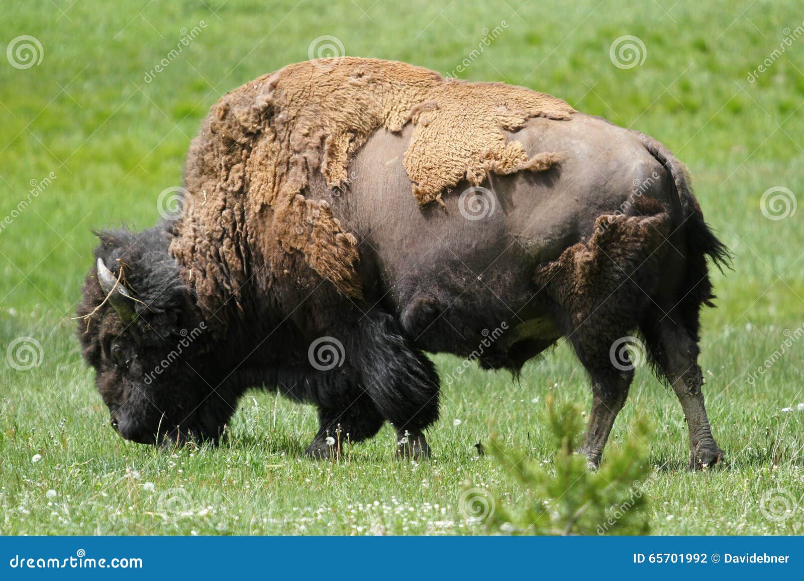 Amerikansk buffel arkivfoto. Bild av moget, solbränna - 65701992