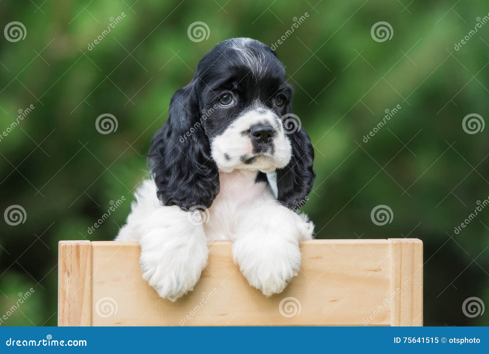 Amerikansk Cockerspanielvalp Utomhus Fotografering för Bildbyråer ...