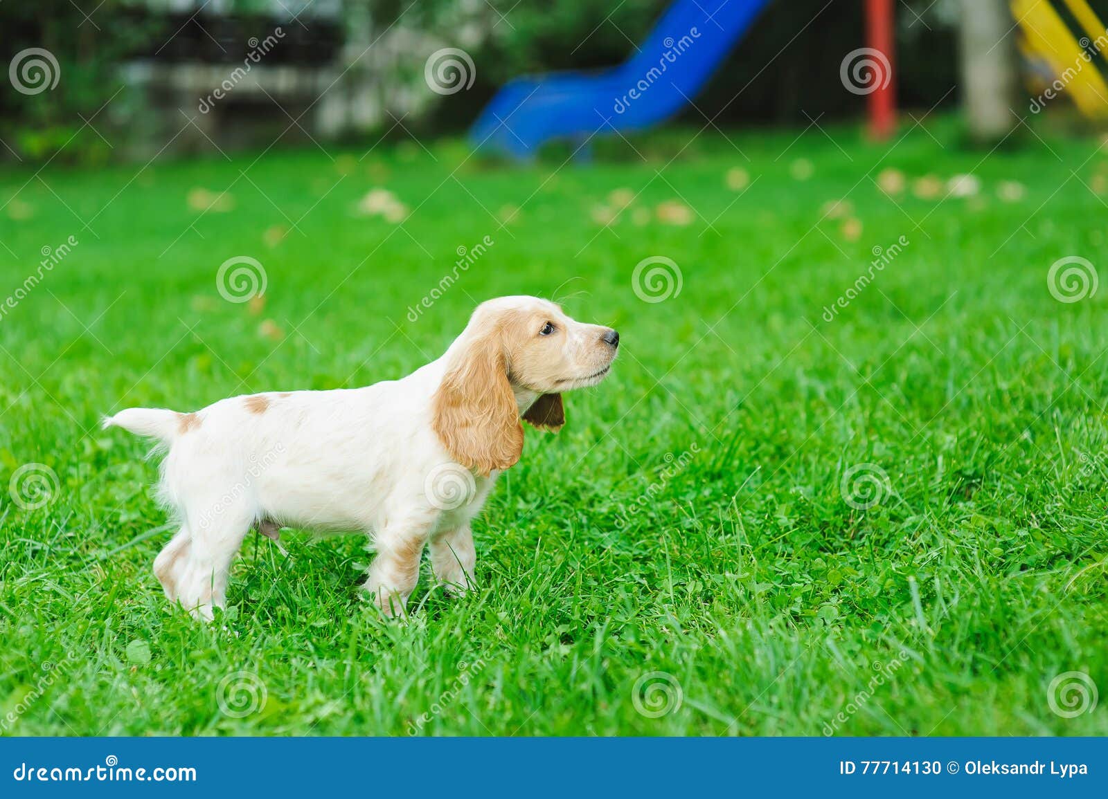 Amerikansk Cockerspanielvalpspaniel Arkivfoto - Bild av valp ...
