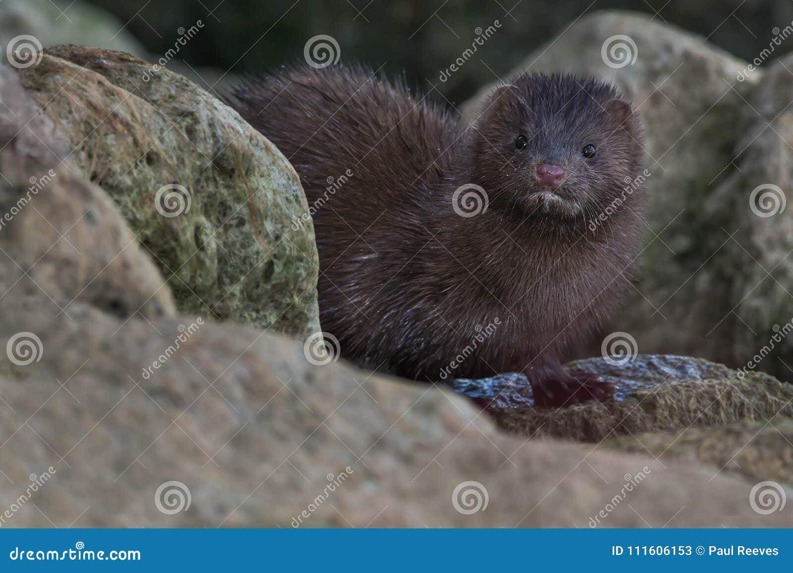 Amerikansk mink fotografering för bildbyråer. Bild av köttätare - 111606153