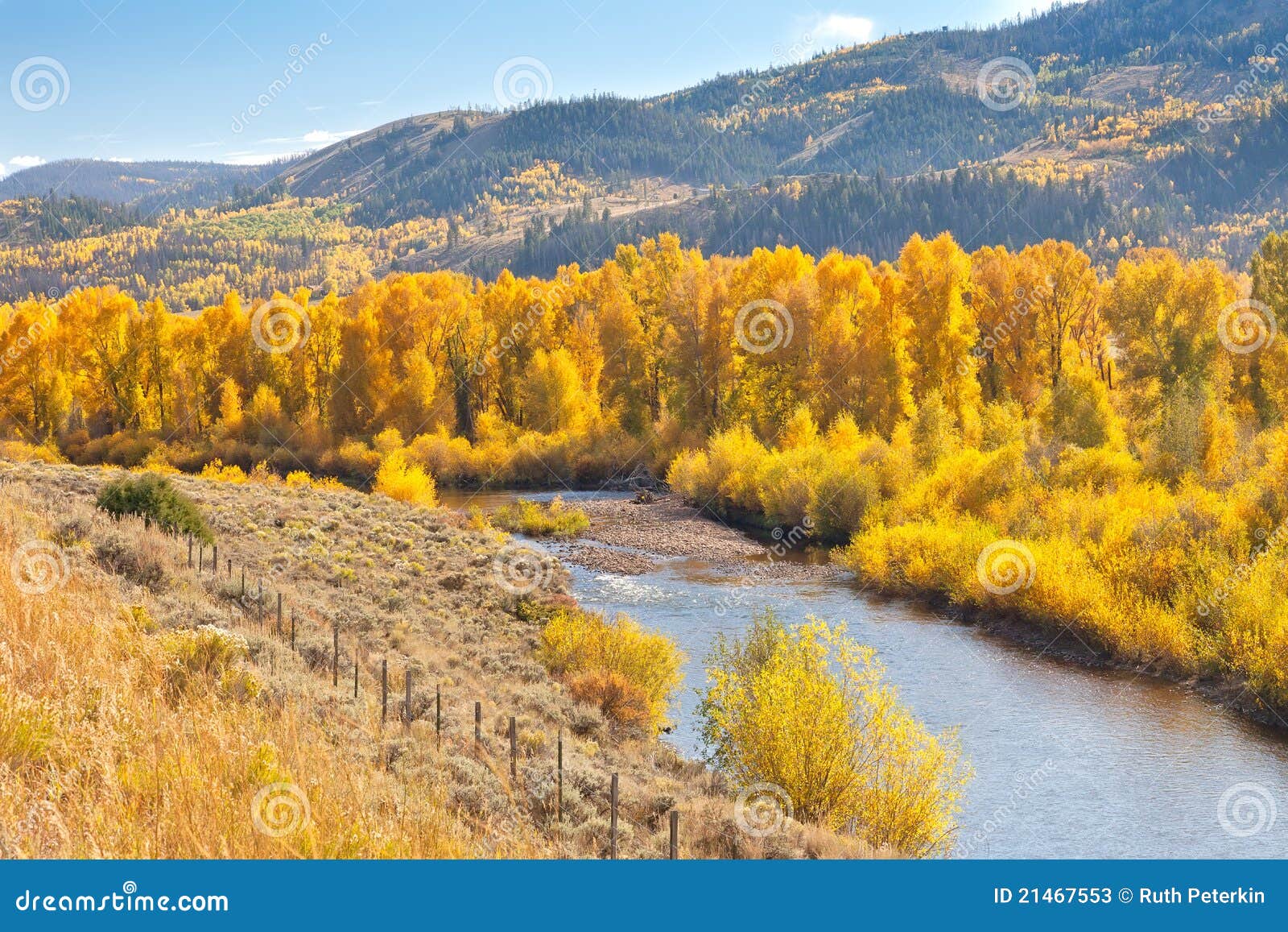 Amerikanska Asp- Strömtrees Fotografering för Bildbyråer - Bild av ...