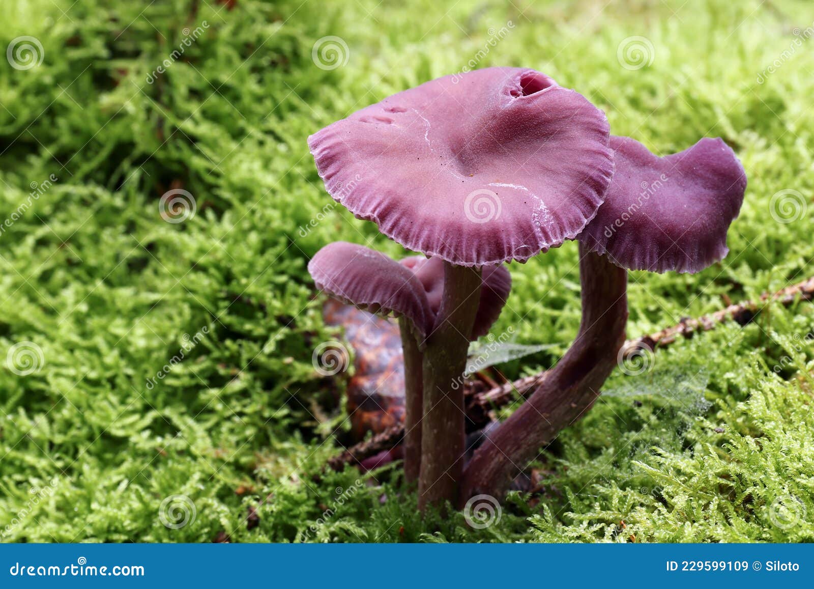 AMETHYST DECEIVER FUNGI Laccaria Amethystina, NORMANDY IN FRANCE ...