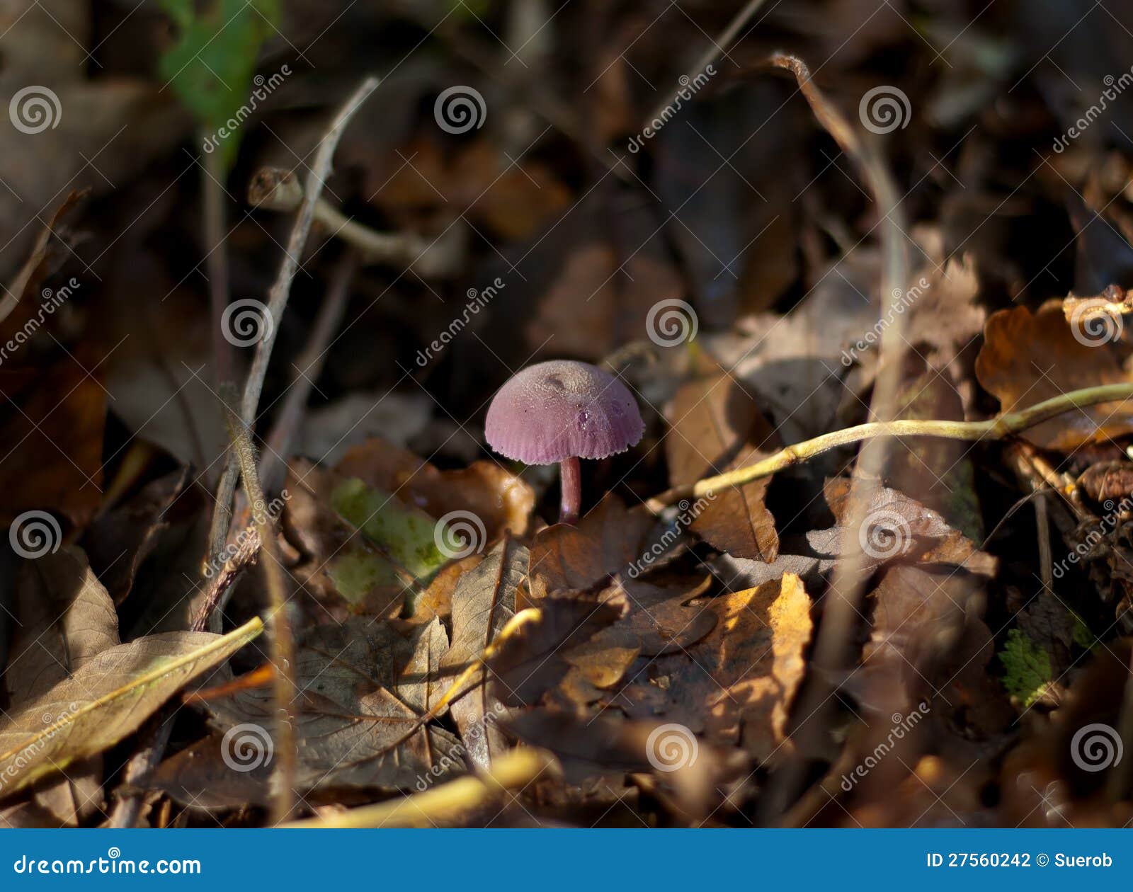 Amethyst Deceiver Fungus stock photo. Image of laccaria - 27560242