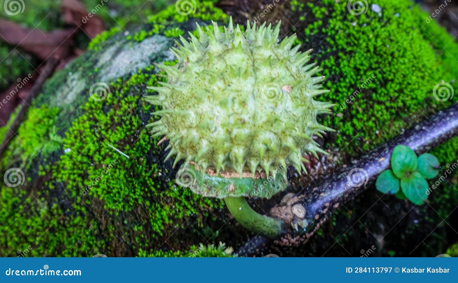 Amethyst fruit stock image. Image of modern, grass, plant - 284113797