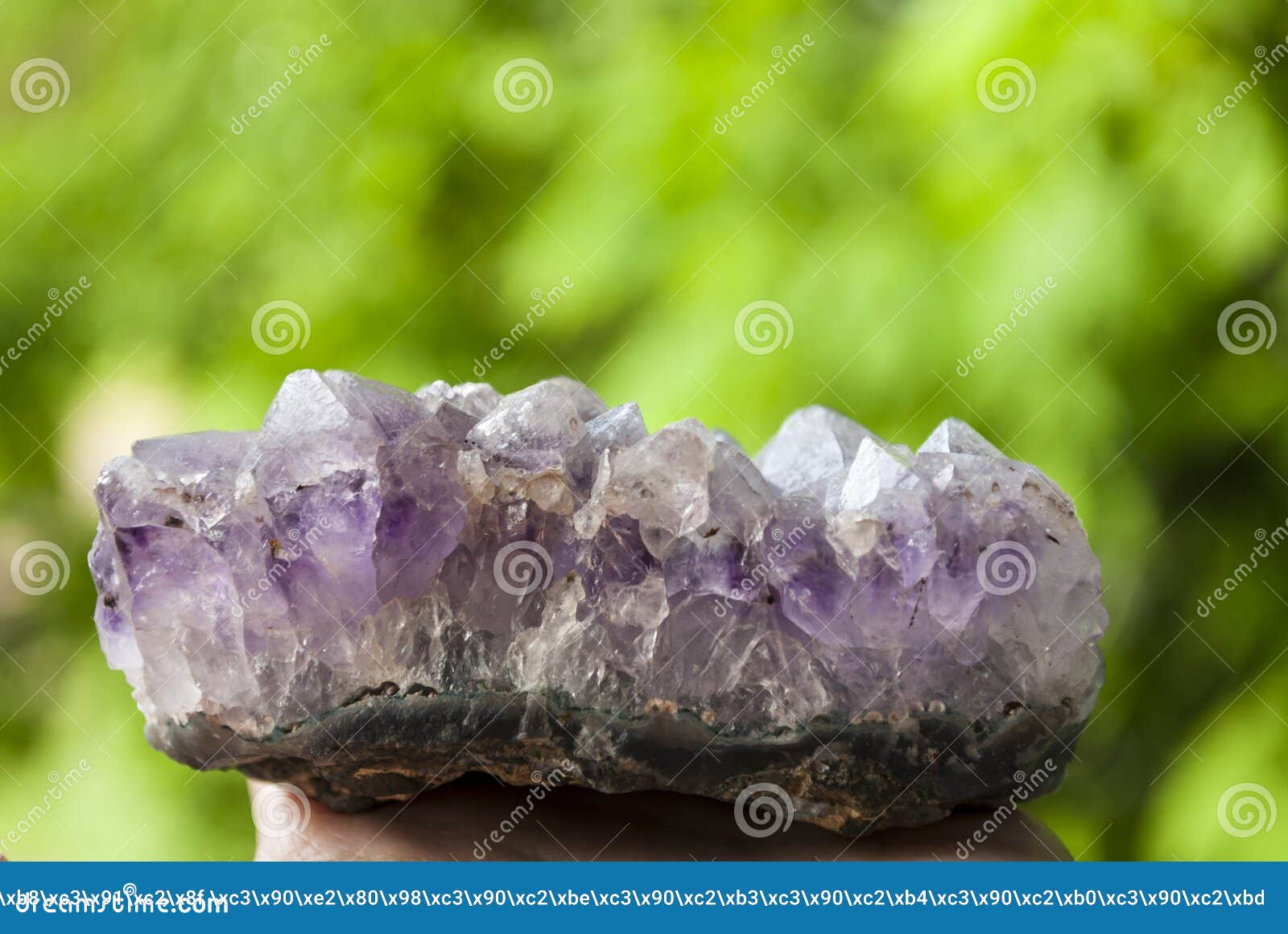 Amethyst. Natural Crystal without Processing on a Green Background ...