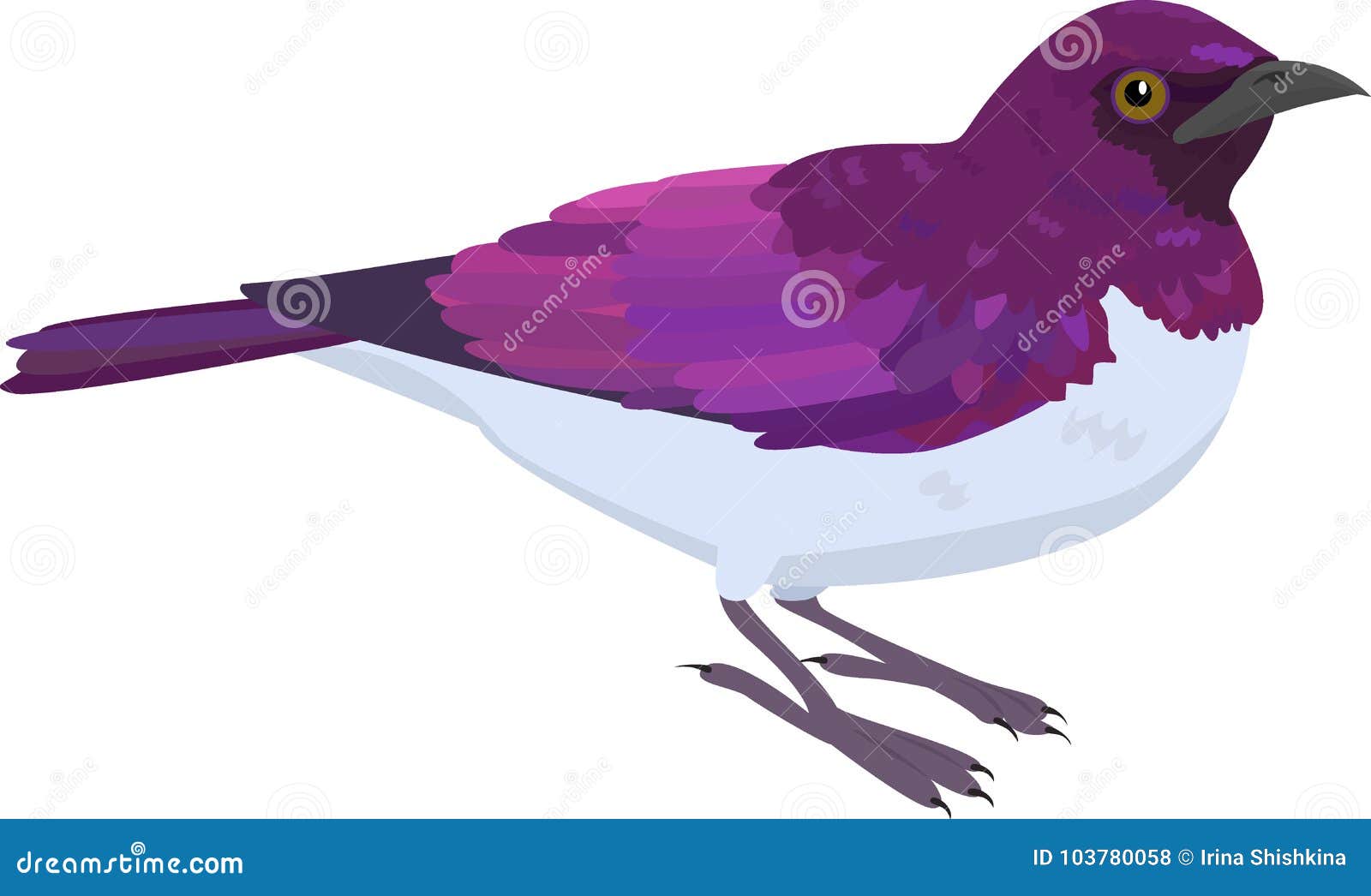 Amethyst Starling Vector Illustration Stock Vector - Illustration of ...