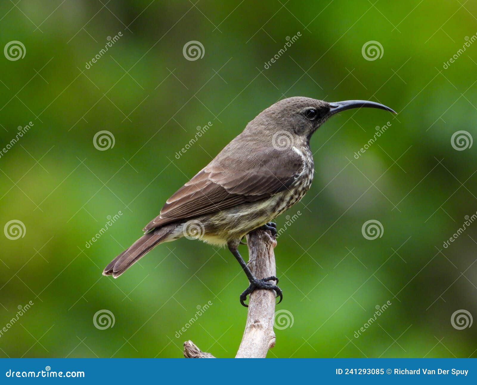 Amethyst Sunbird Female Isolated Stock Image - Image of birding ...
