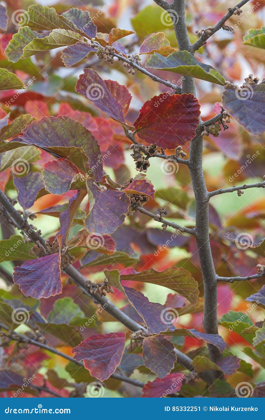 Amethyst Witch Hazel Stock Photos - Free & Royalty-Free Stock Photos ...