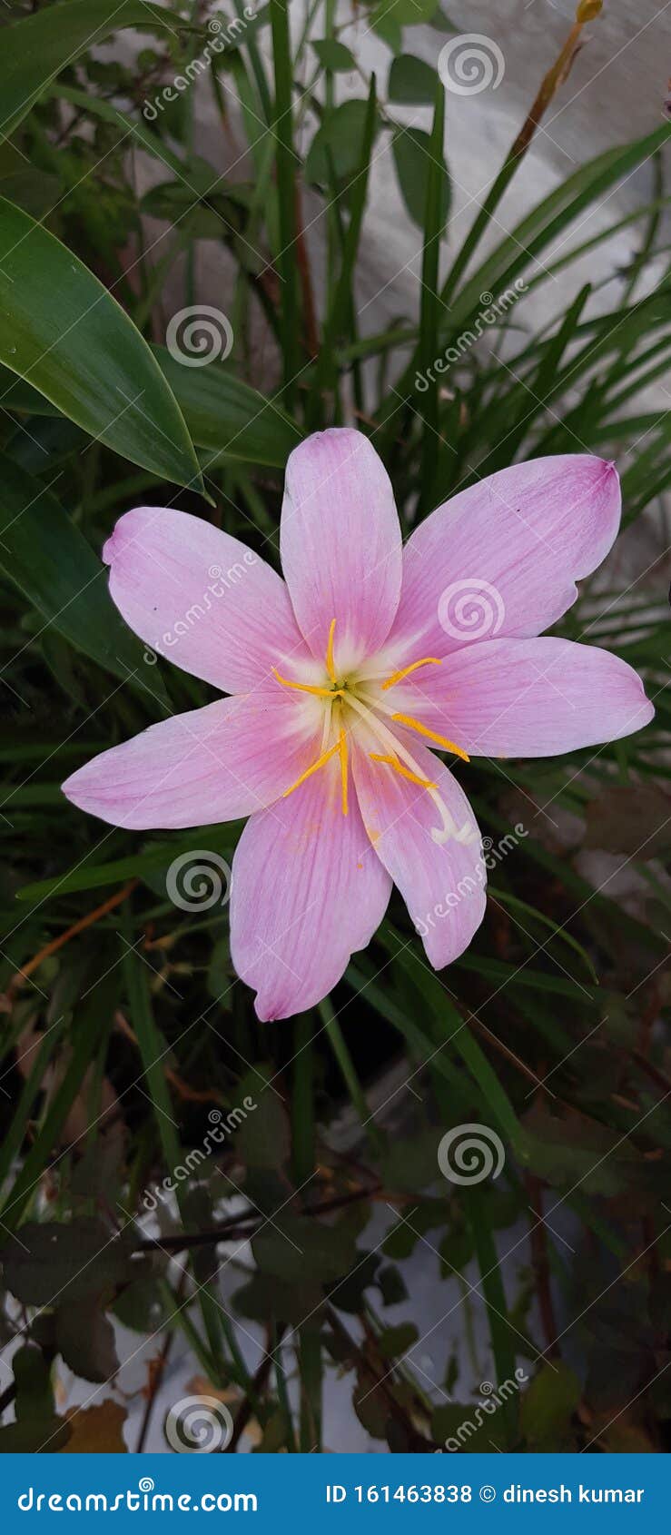 Amezing pink flower stock photo. Image of walpaper, beautiful - 161463838