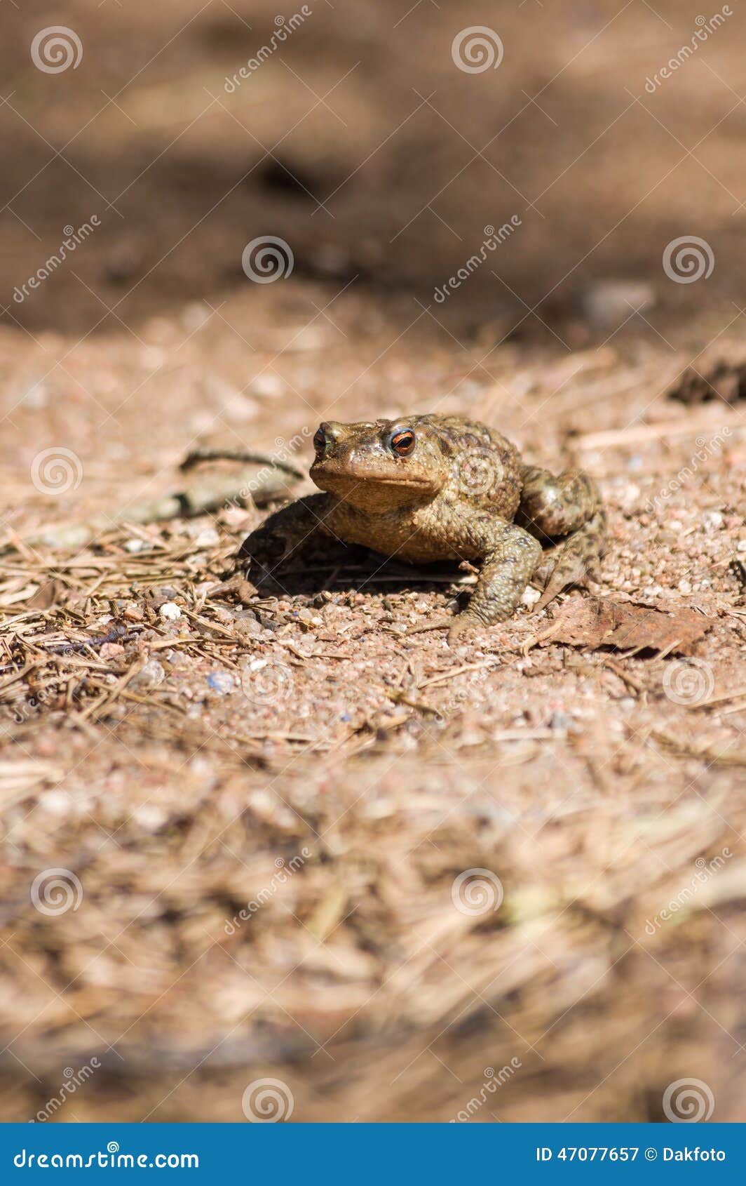 Amfibie Bij De Bodem Van Een Klein Meer Stock Afbeelding - Image of ...