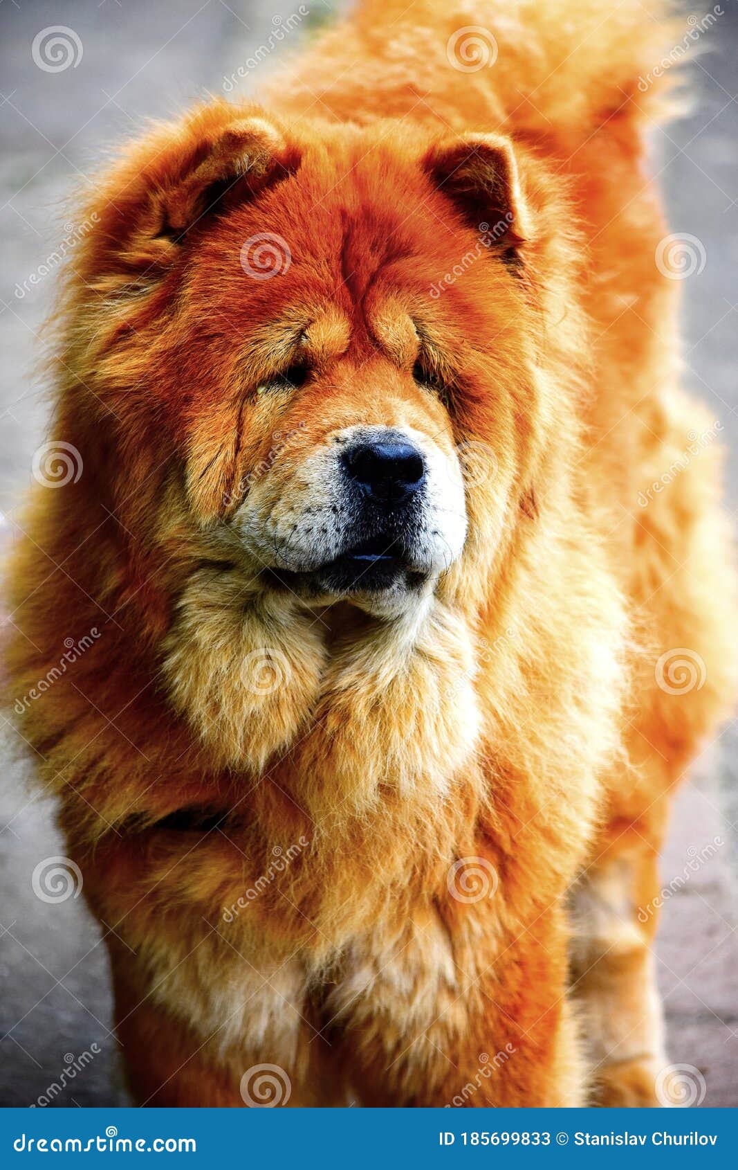 Ami Animal Rouge De Chien Chao Chao Image stock - Image du rouge ...
