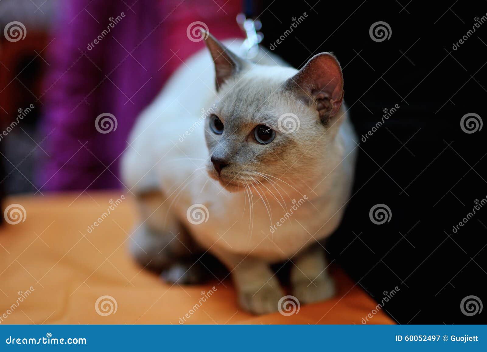 Amiable Cat stock image. Image of beautiful, amiable - 60052497