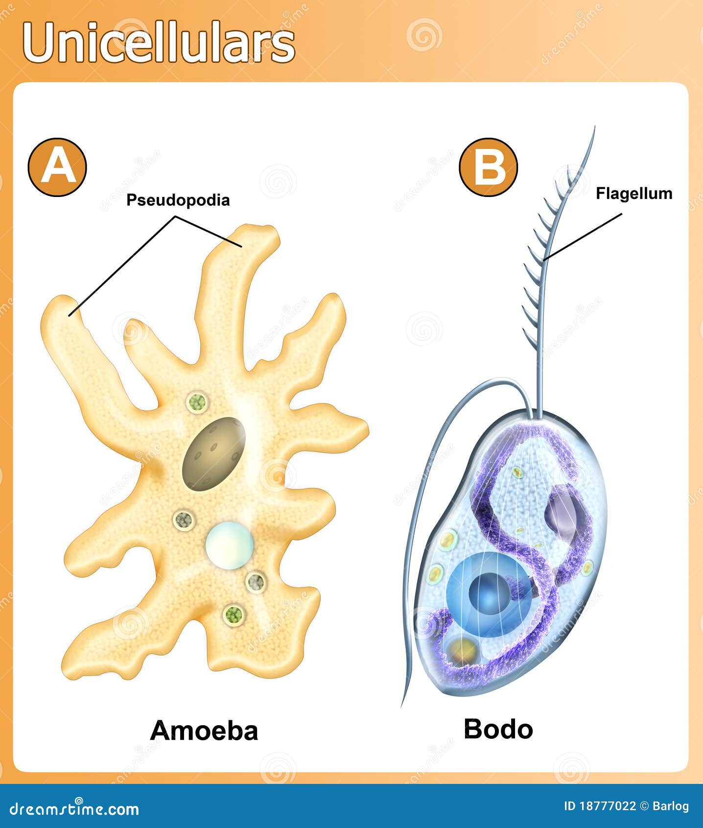 Amiba E Bodo De Unicellulars Ilustração Stock - Ilustração de gênero ...
