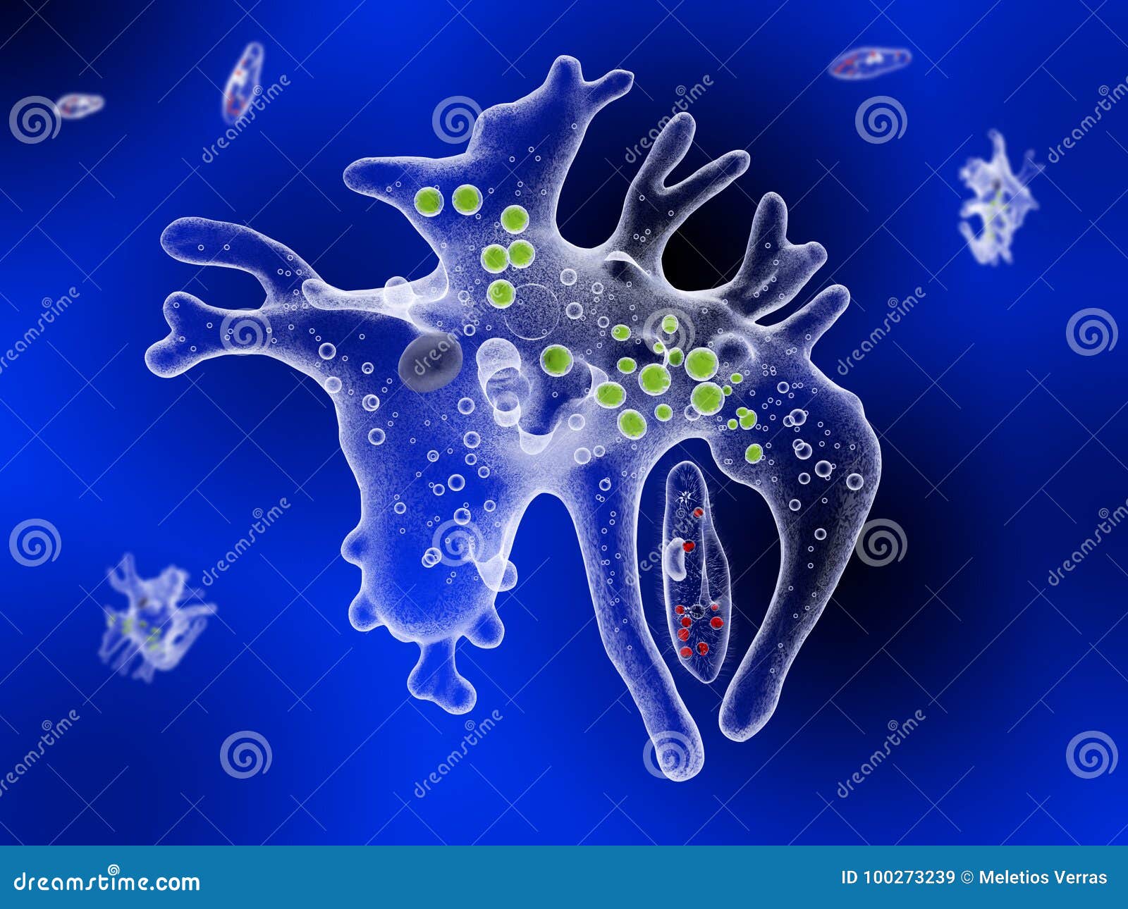 Amibe Engloutissant Une Paramécie Illustration Stock - Illustration du ...