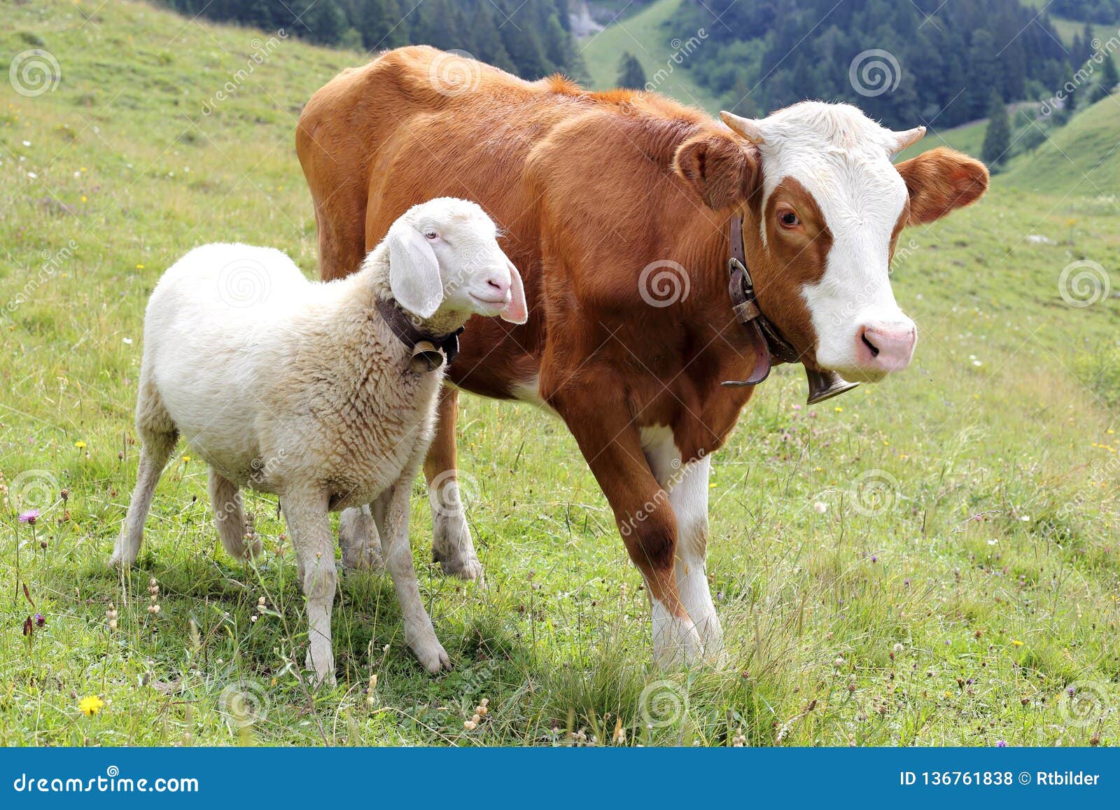 Amicizia Con Le Pecore Bianche E La Piccola Mucca Fotografia Stock ...