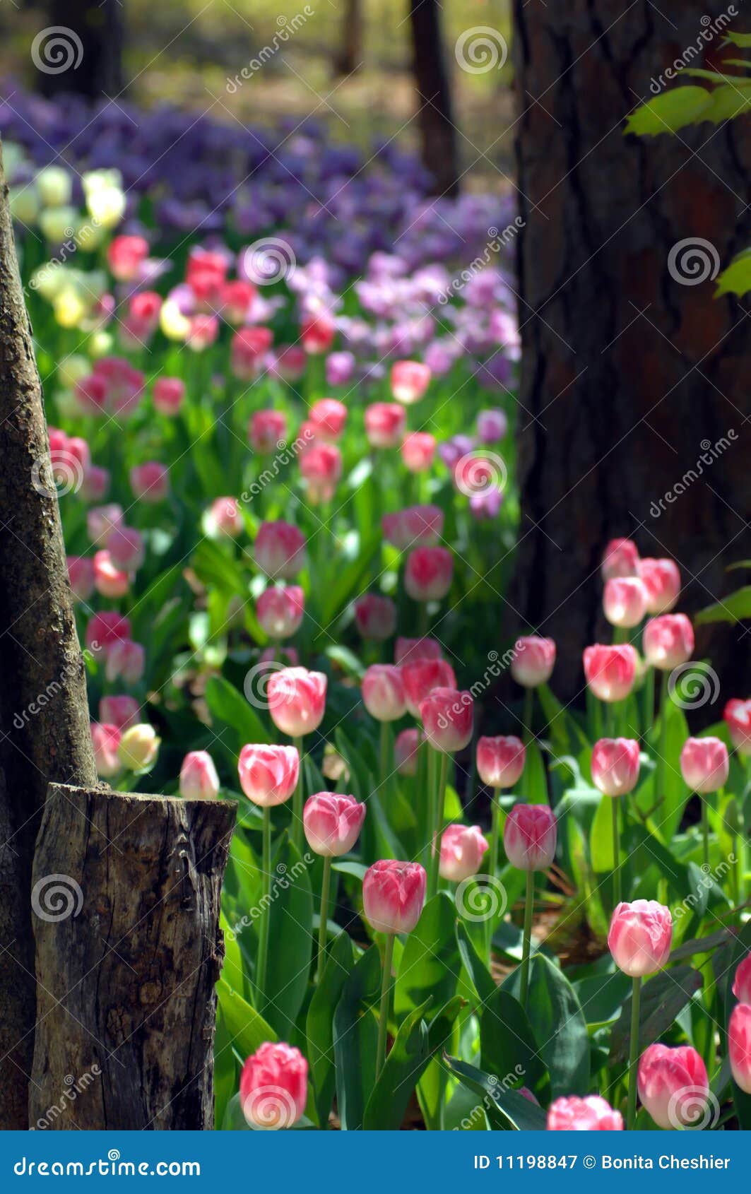 Amid a tulip trail stock image. Image of pink, park, spring - 11198847