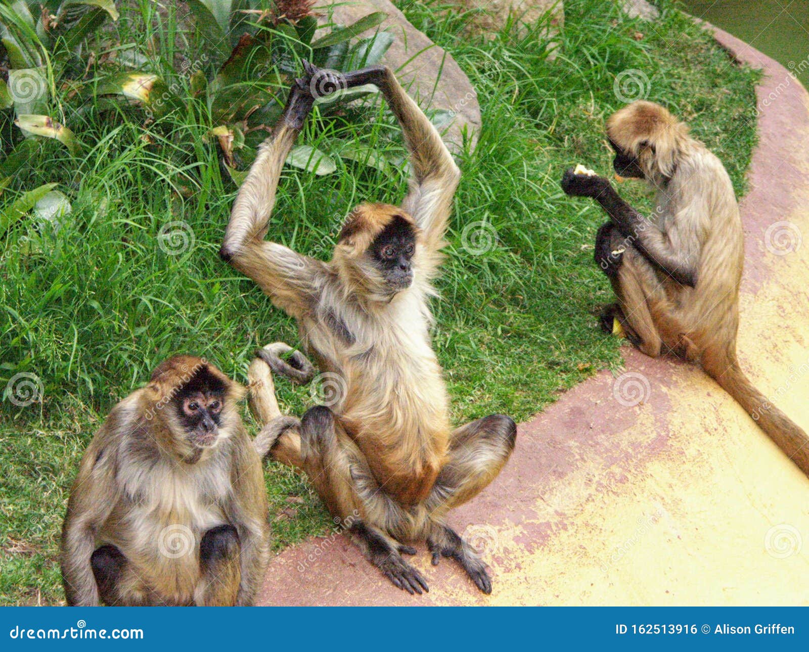 3 amigo monkeys stock photo. Image of monkey, chimpanzee - 162513916