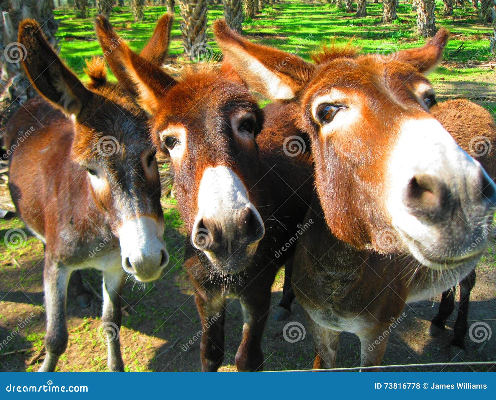 3 Amigos stock photo. Image of local, mammals, three - 73816778