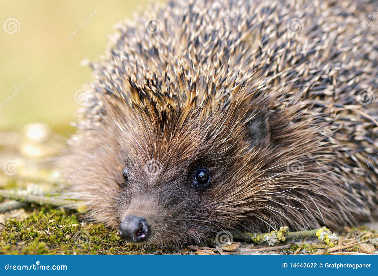 Amimal stock photo. Image of good, nocturnal, looking - 14642622