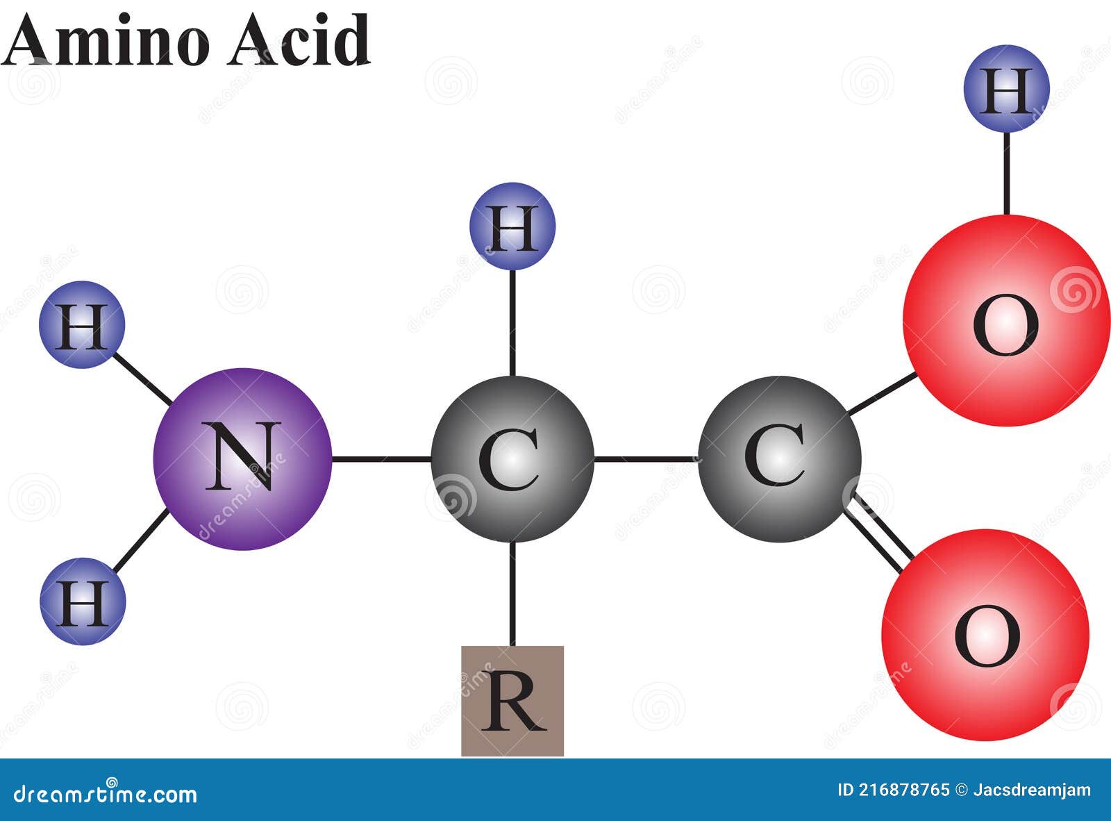 Molecular Structure of an Amino Acid Stock Illustration - Illustration ...