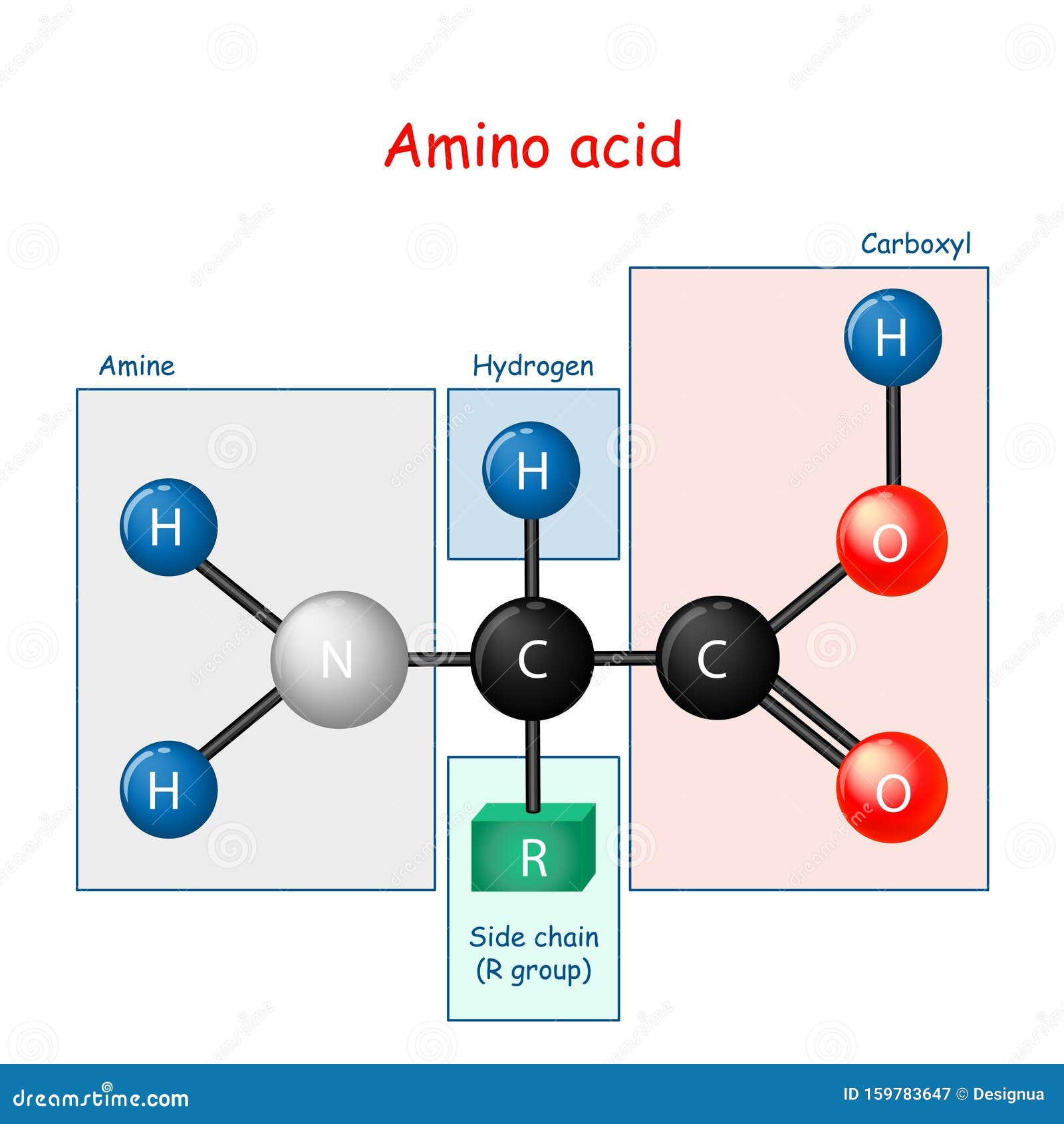 Amino Acid Structural Formula And Model Of Molecule Stock Vector My Xxx Hot Girl