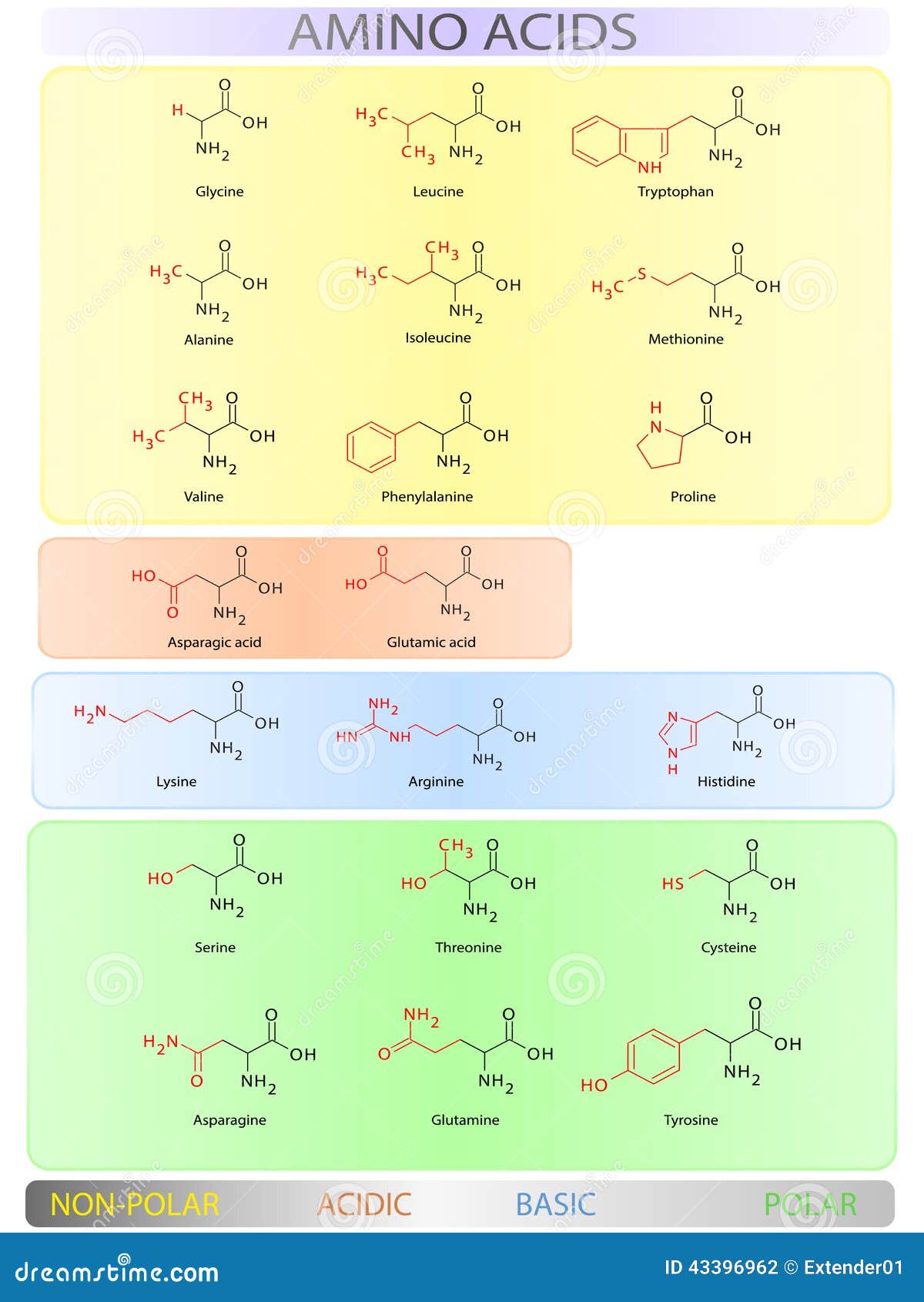 Amino acids table stock vector. Illustration of hydrophilic - 43396962 Amino acids table stock vector. Illustration of hydrophilic - 43396962