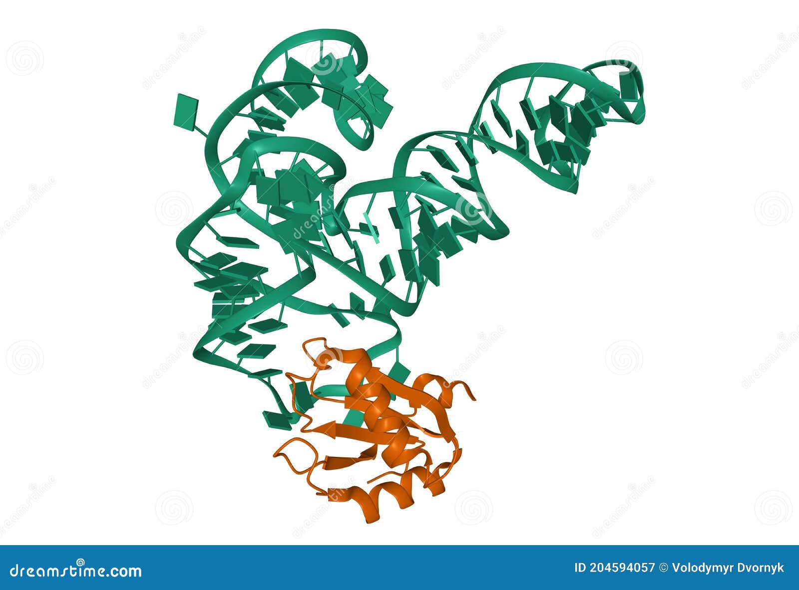 Aminoacyl-tRNA Synthetase Molecule Royalty-Free Stock Image ...