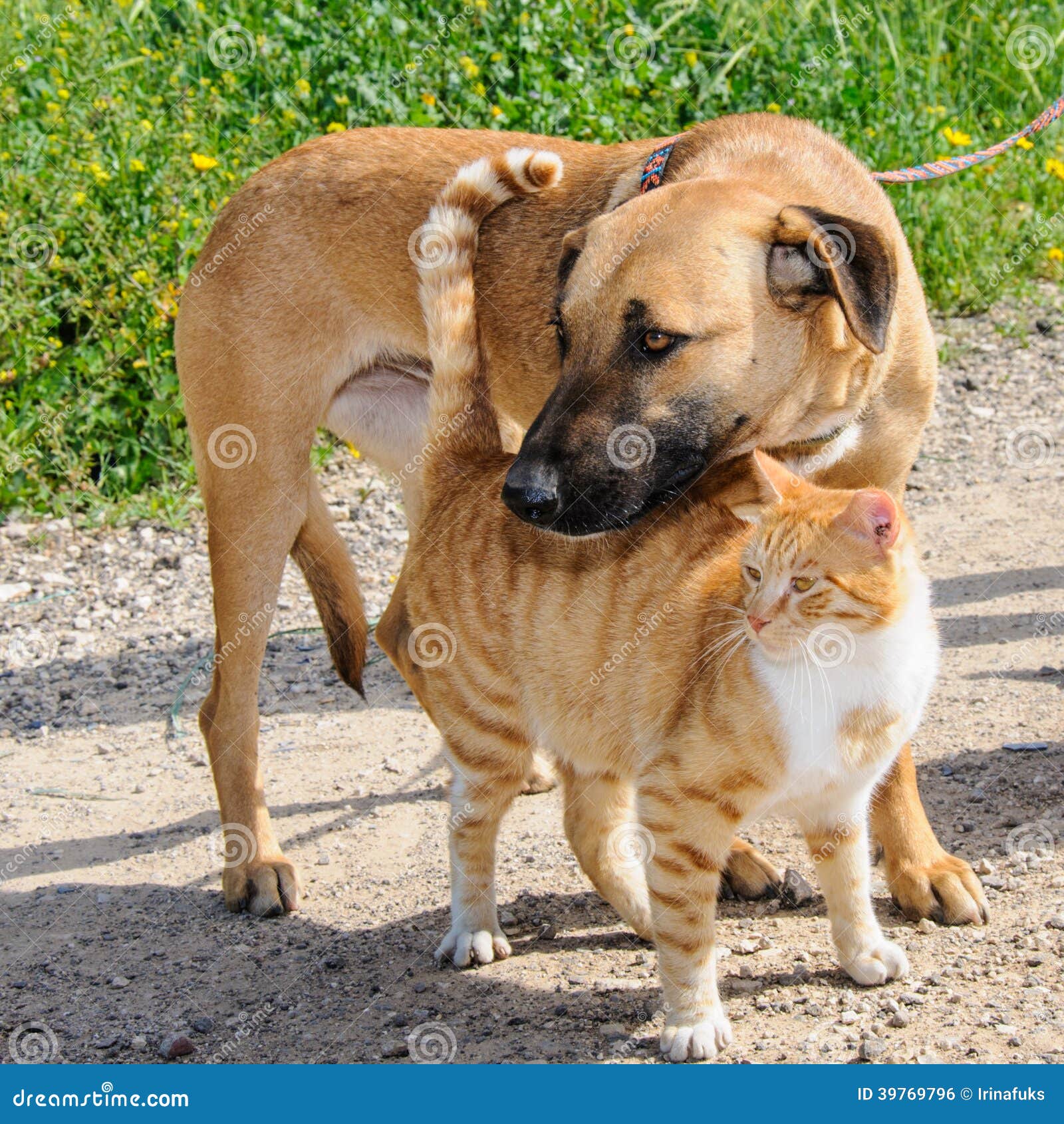 Amis - Chat Brun De Chien Et De Gingembre Ensemble Photo stock - Image ...